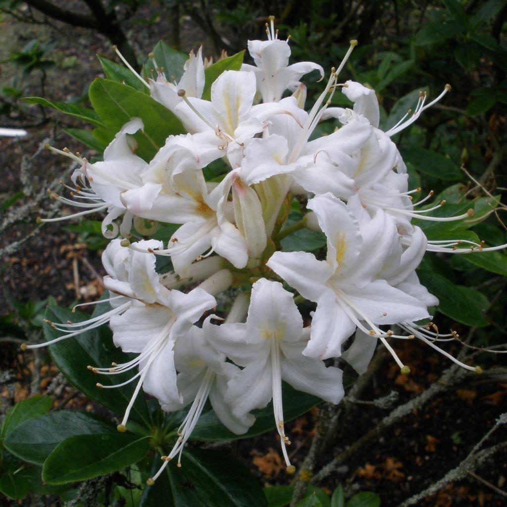 Deciduous Azalea viscosum 'White Ness' - Millais Nurseries