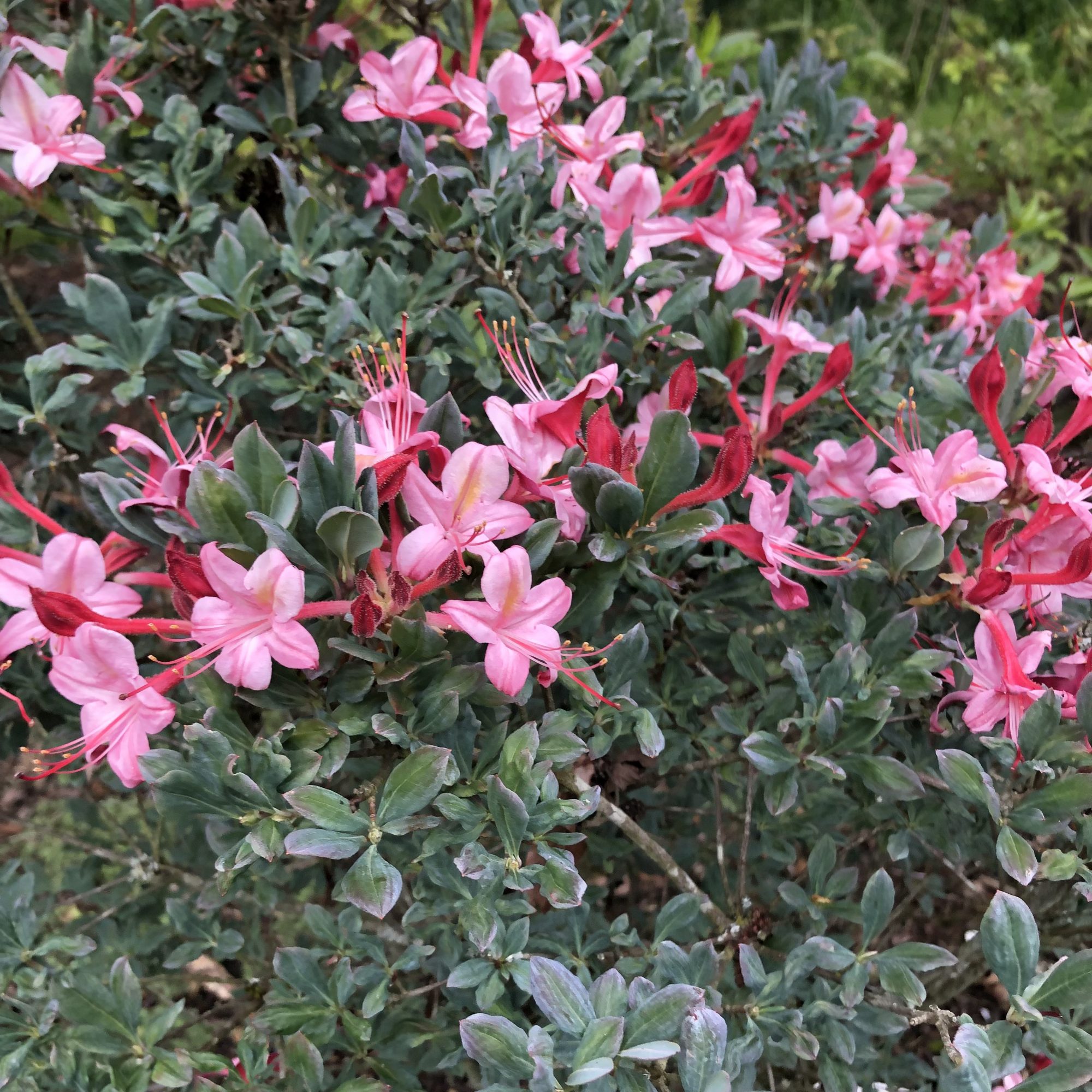 Water Baby Deciduous Azalea - Buy Rhododendron Water Baby online ...
