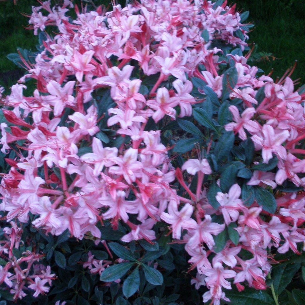 Deciduous Azalea Water Pixie - Millais Nurseries