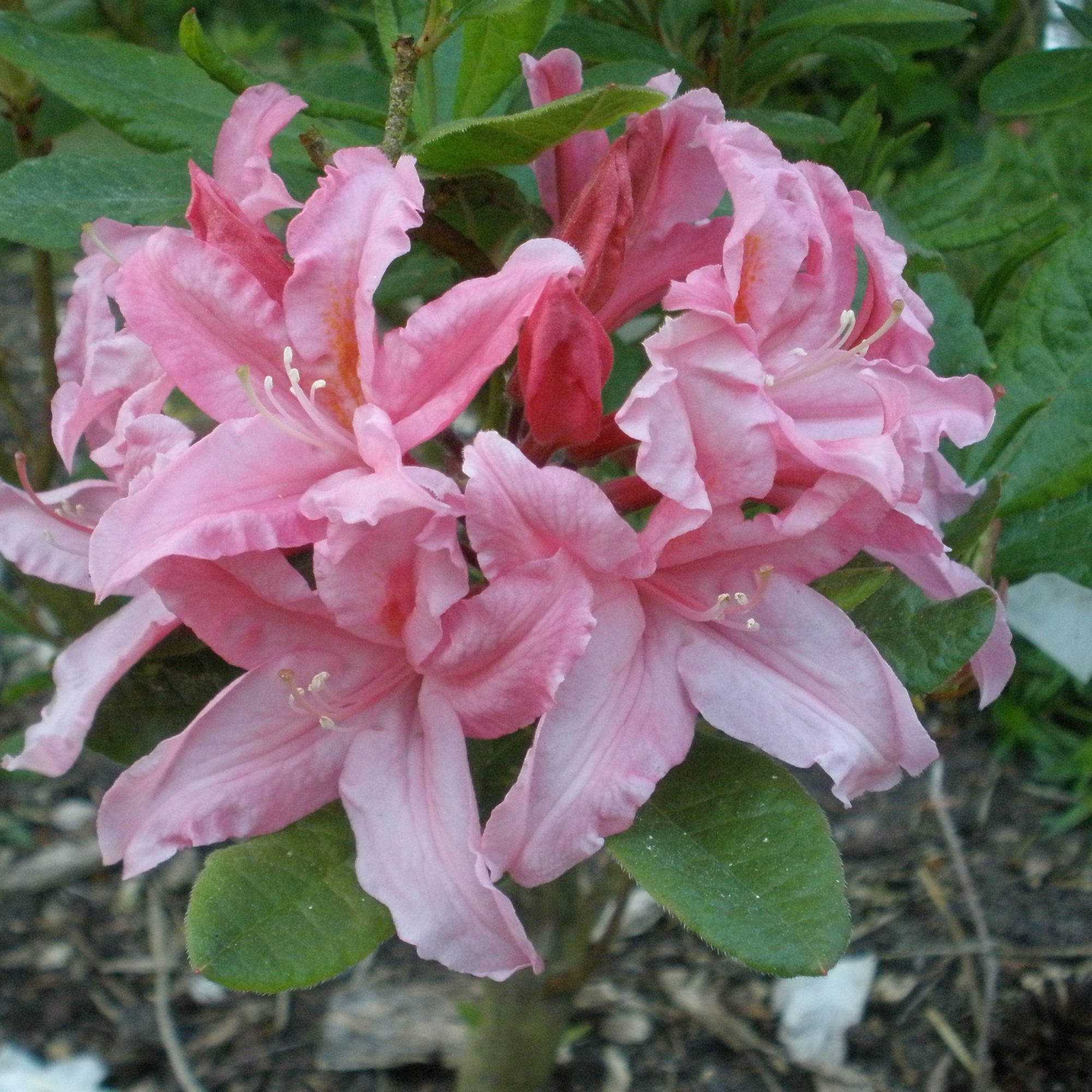 Deciduous Azalea Westminster - Deciduous Azaleas - Millais Nurseries
