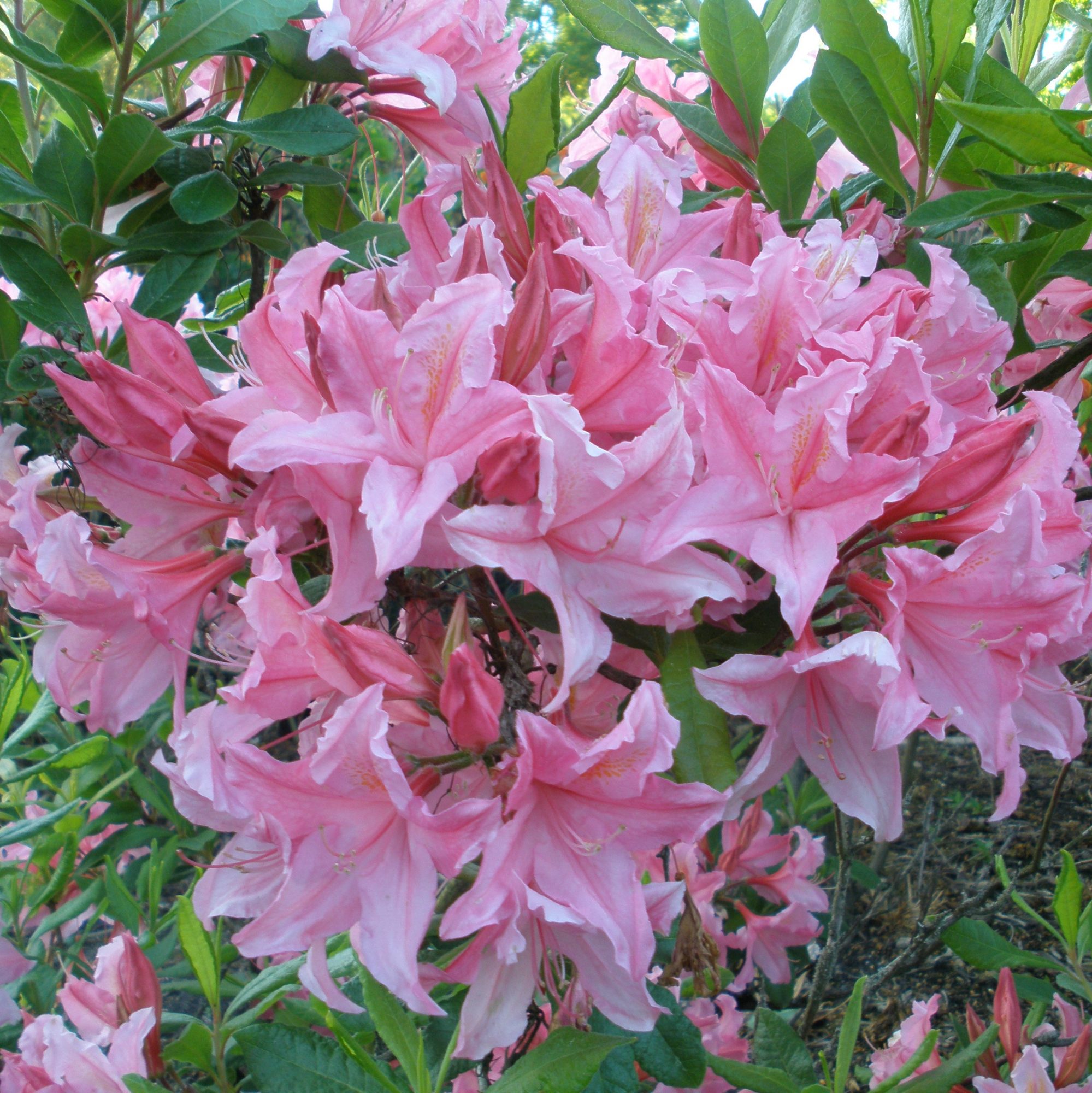 Deciduous Azalea Westminster - Deciduous Azaleas - Millais Nurseries