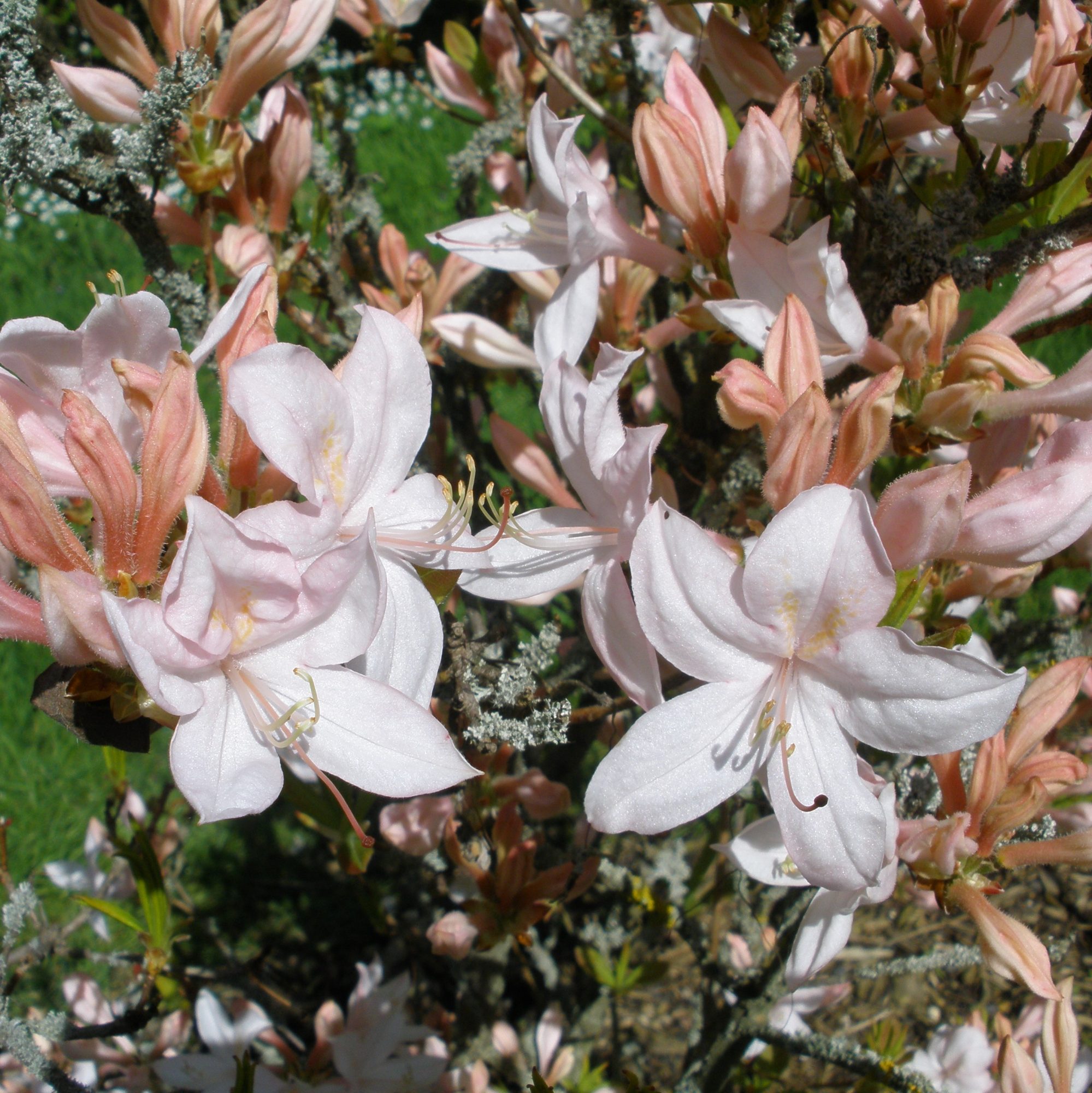 White Lights Deciduous Azalea - Buy Rhododendron White Lights online ...