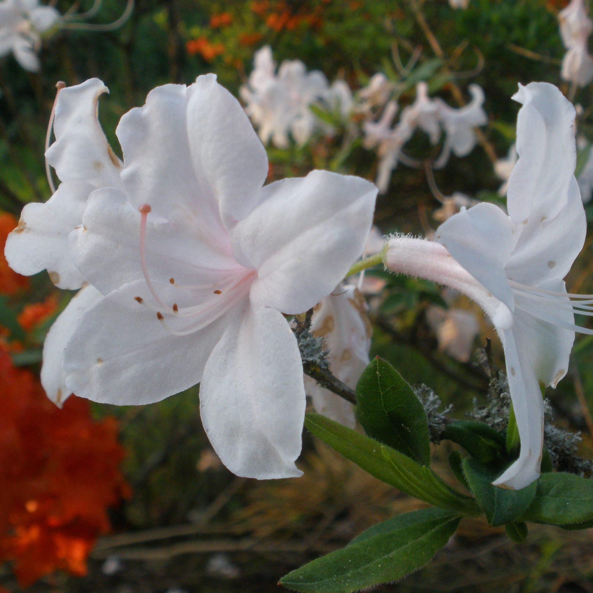 White Lights Deciduous Azalea - Buy Rhododendron White Lights online ...