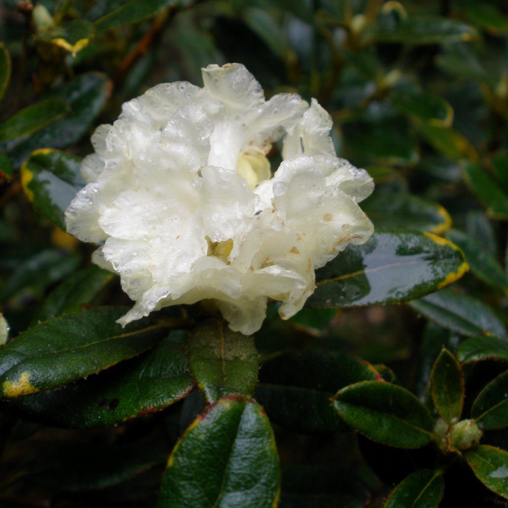 anthopogon Dwarf Rhododendron - Buy Rhododendron anthopogon online ...