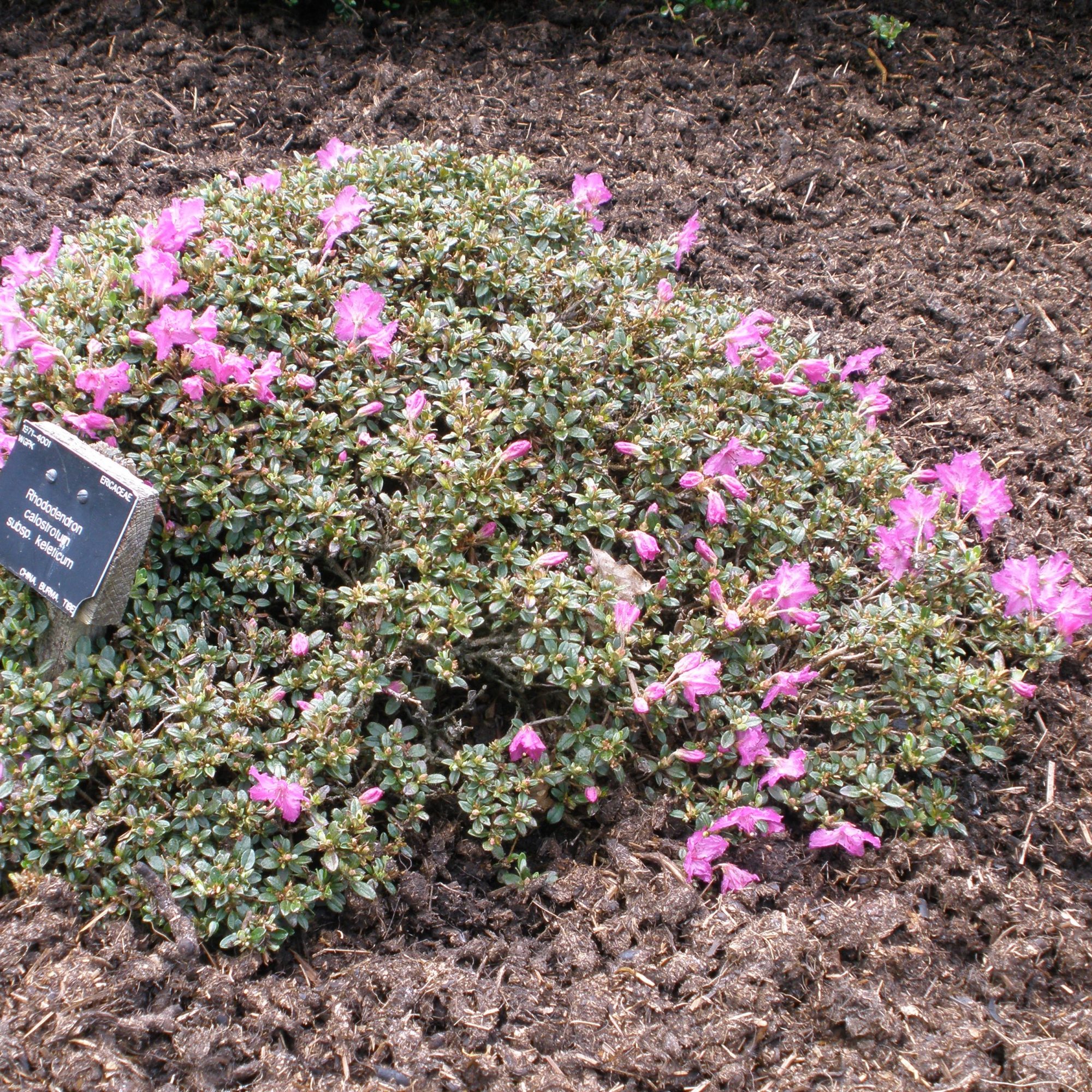 calostrotum keleticum Dwarf Rhododendron - Buy Rhododendron calostrotum ...