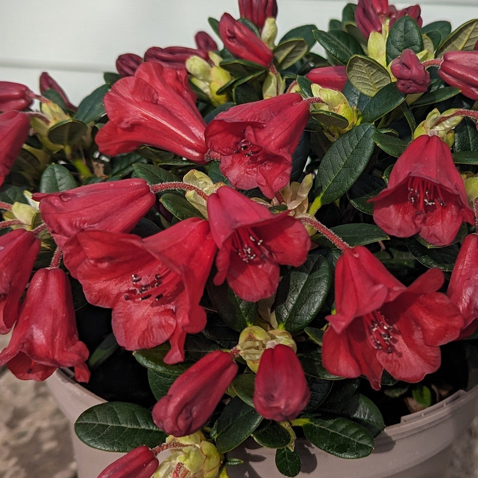 Carmen Dwarf Rhododendron - Buy Rhododendron Carmen online - Millais ...