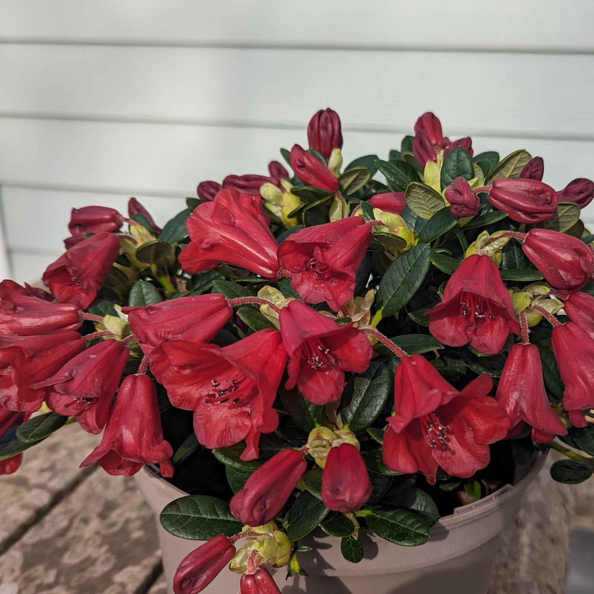 Carmen Dwarf Rhododendron - Buy Rhododendron Carmen online - Millais ...