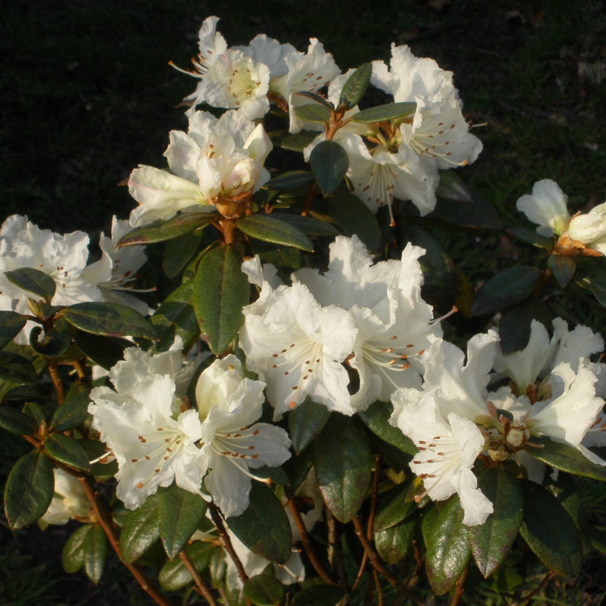 Cream Crest Dwarf Rhododendron - Buy Rhododendron Cream Crest online ...