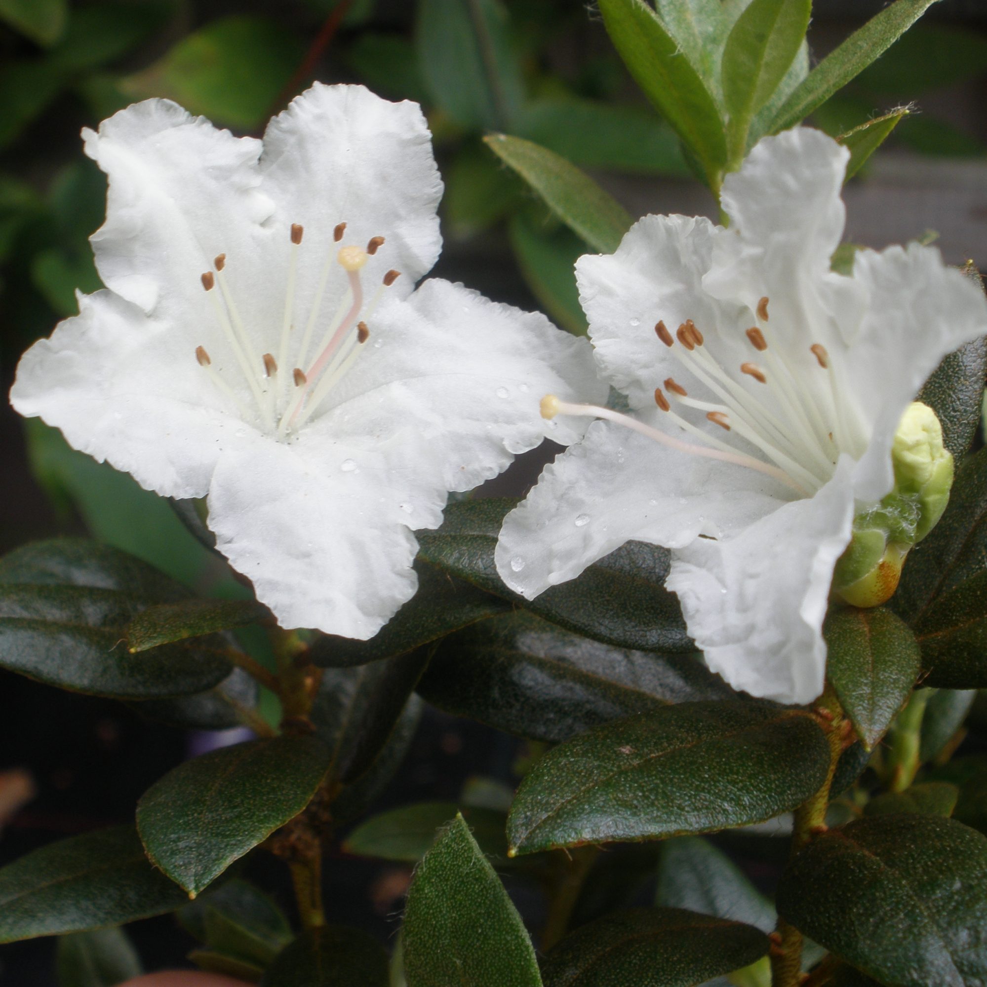 Cream Crest Dwarf Rhododendron - Buy Rhododendron Cream Crest online ...