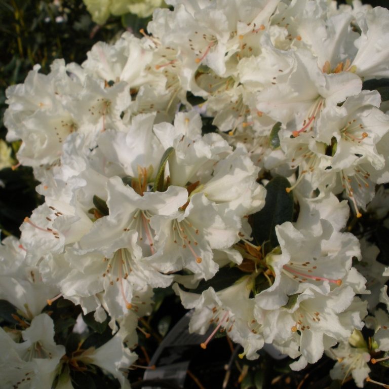 Cream Crest Dwarf Rhododendron - Buy Rhododendron Cream Crest online ...