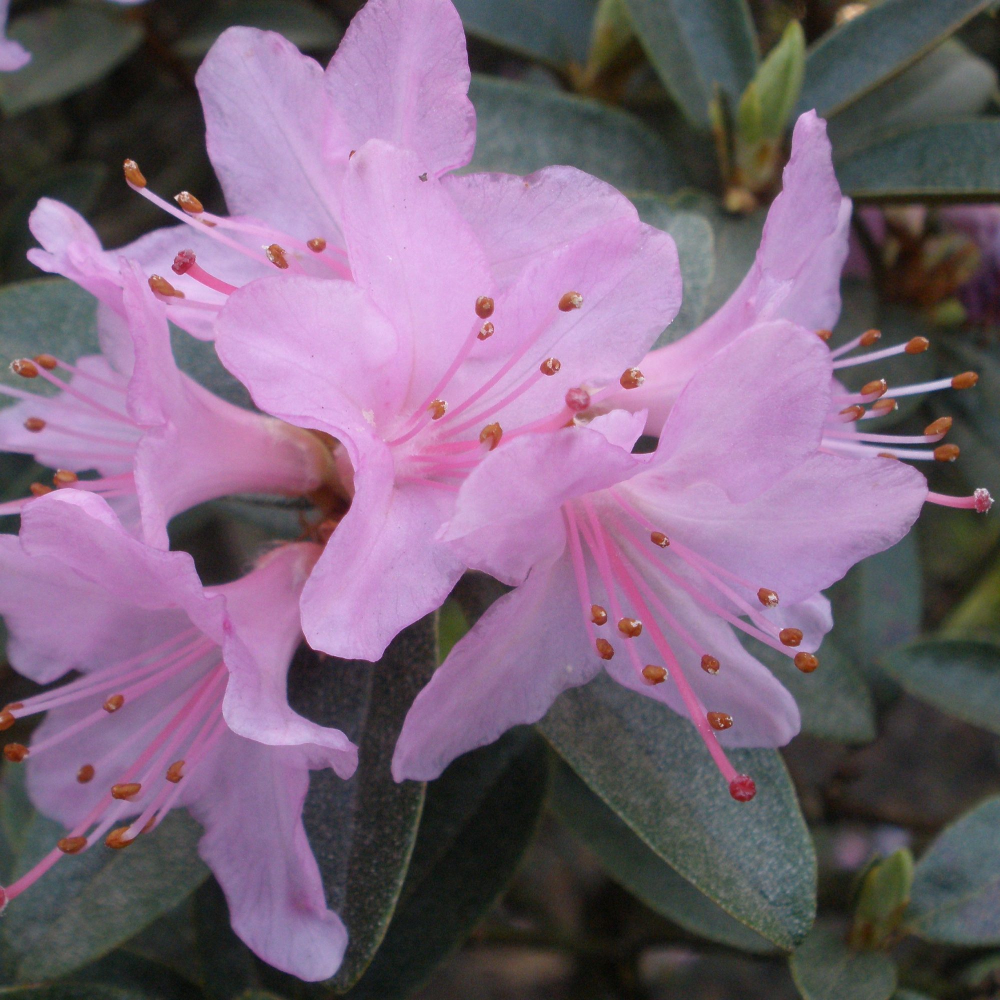 Small Rhododendron Shrub