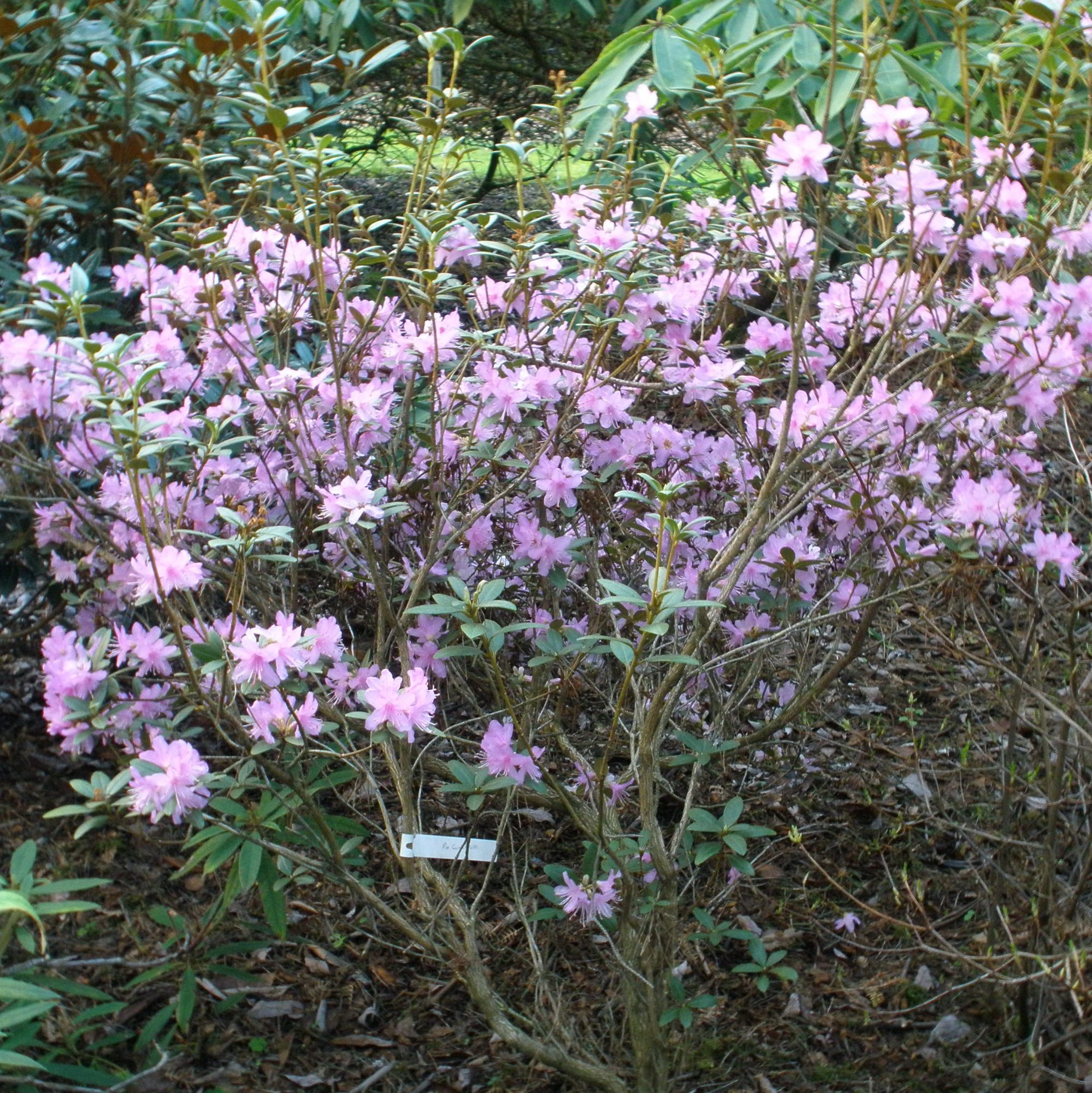 cuneatum Dwarf Rhododendron - Buy Rhodendron cuneatum online - Millais ...