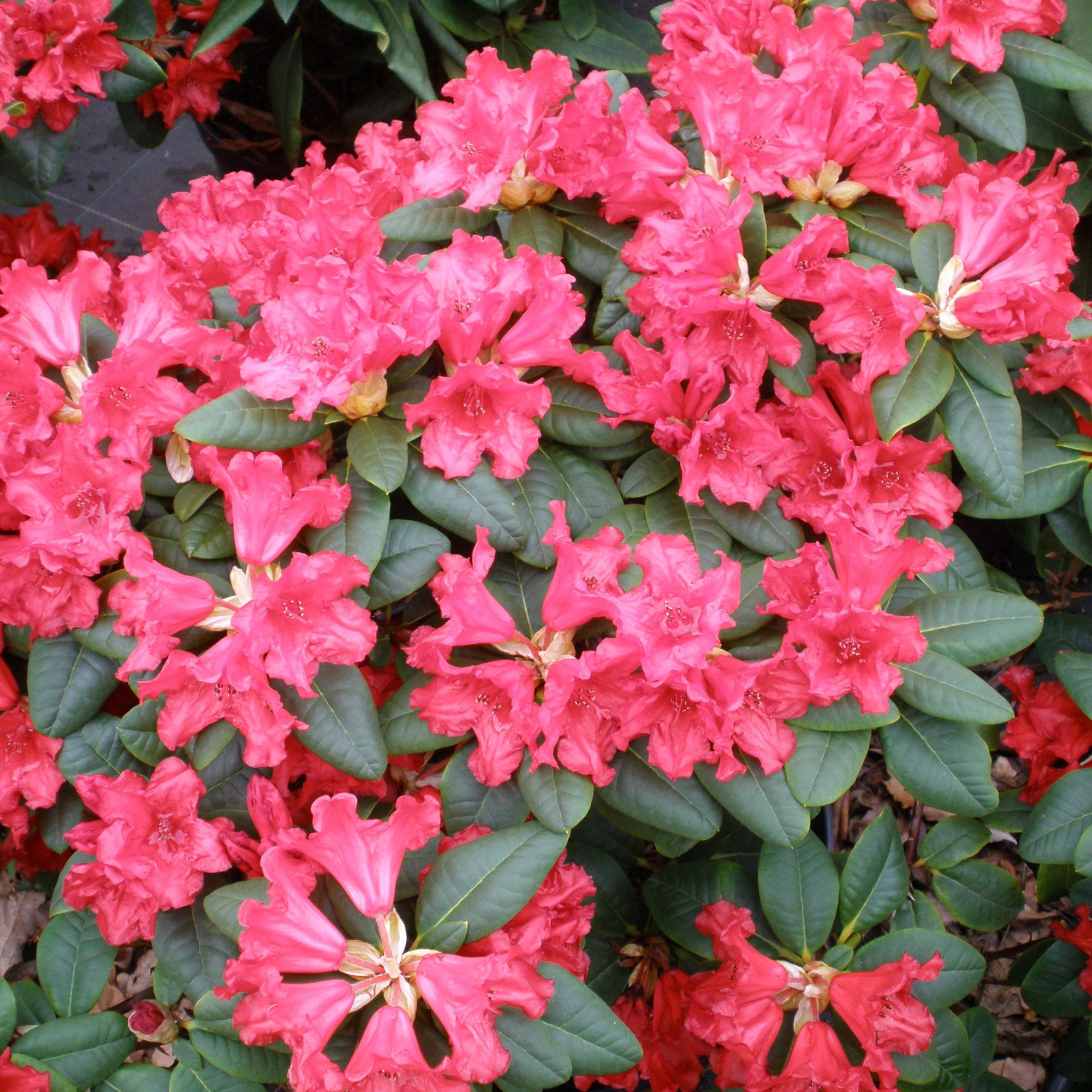 Elisabeth Hobbie Dwarf Rhododendron - Buy Rhododendron Elisabeth Hobbie ...