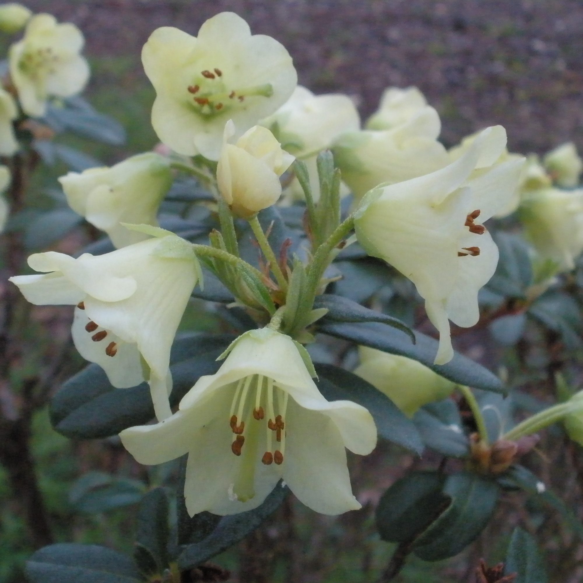 Merganser Dwarf Rhododendron - Buy Rhododendron Merganser online ...