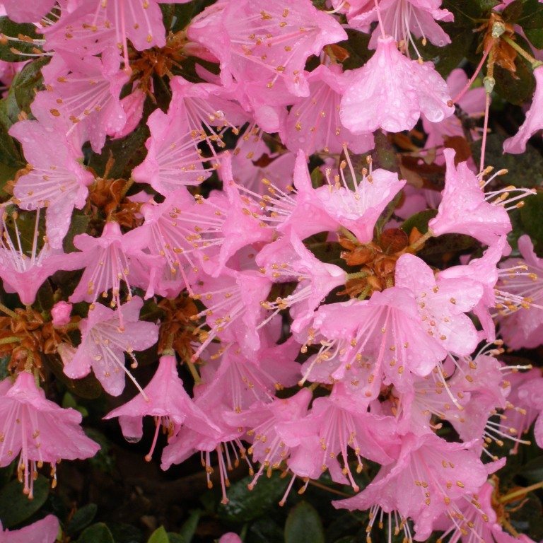 Pintail Dwarf Rhododendron - Buy Rhododendron Pintail online - Millais ...