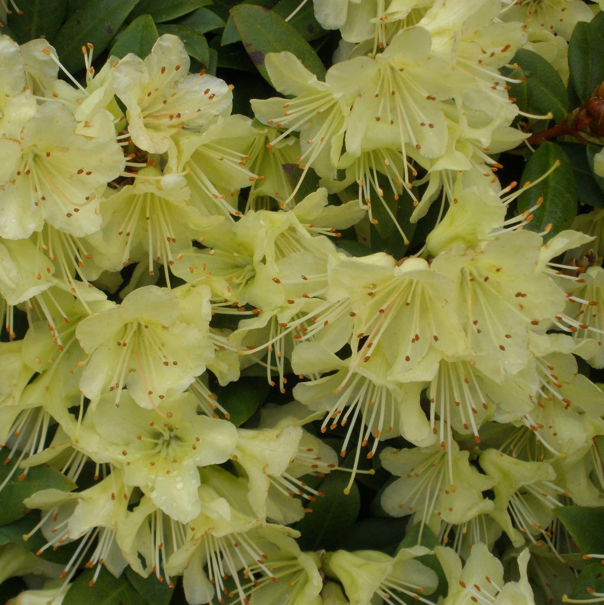 Princess Anne Dwarf Rhododendrons - Buy Rhododendron Princess Anne ...