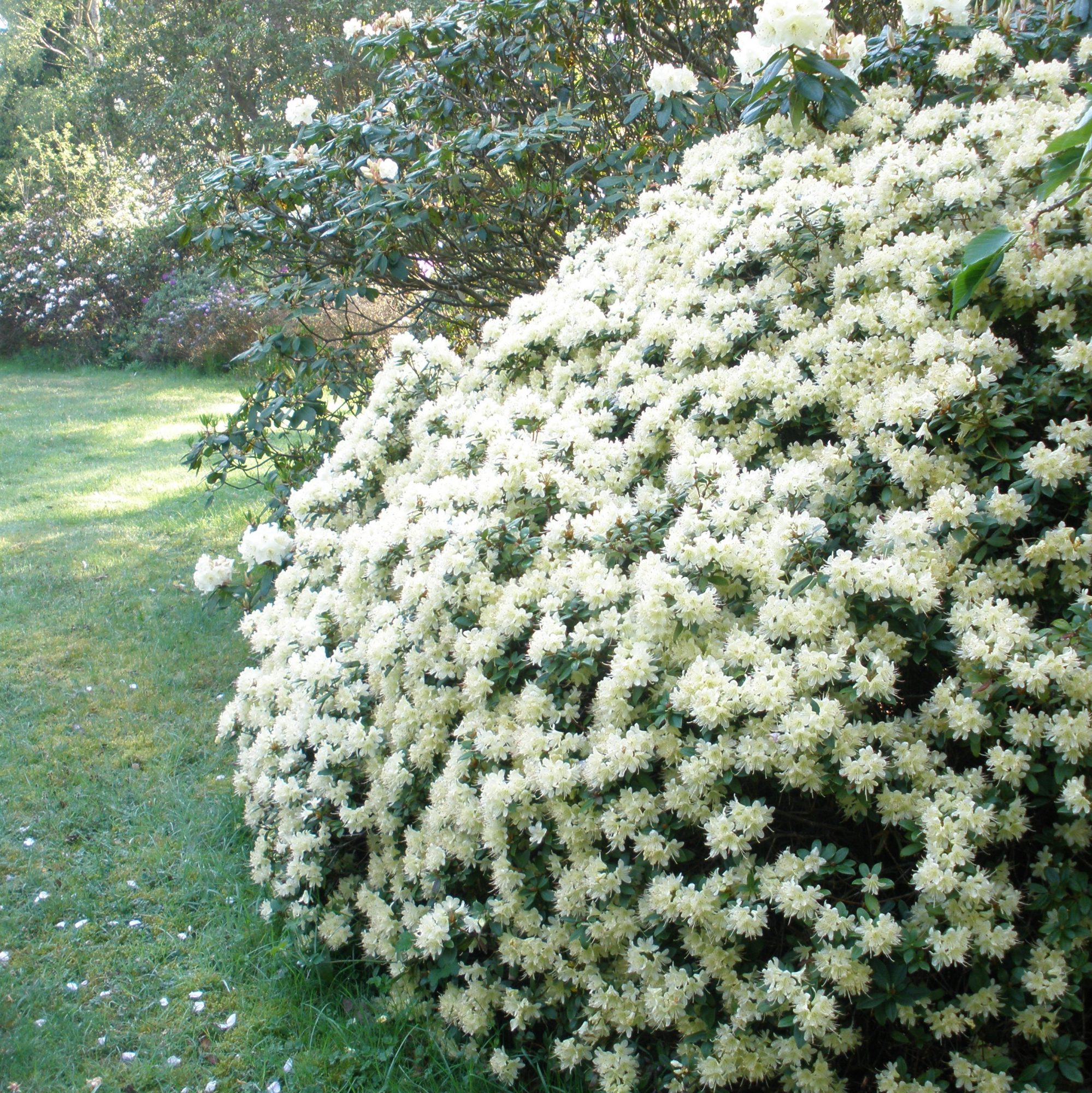 Princess Anne Dwarf Rhododendrons - Buy Rhododendron Princess Anne ...