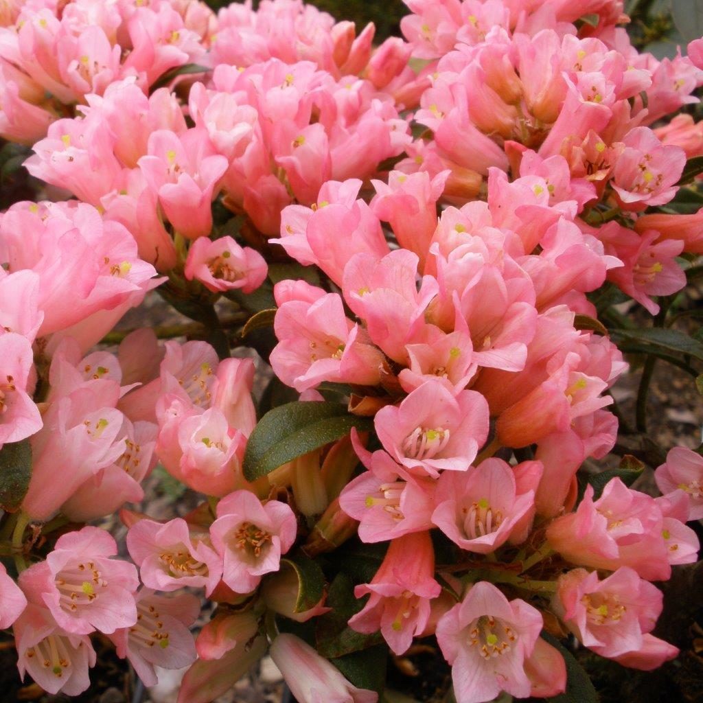 Razorbill Dwarf Rhododendrons - Buy Rhododendron Razorbill Online ...