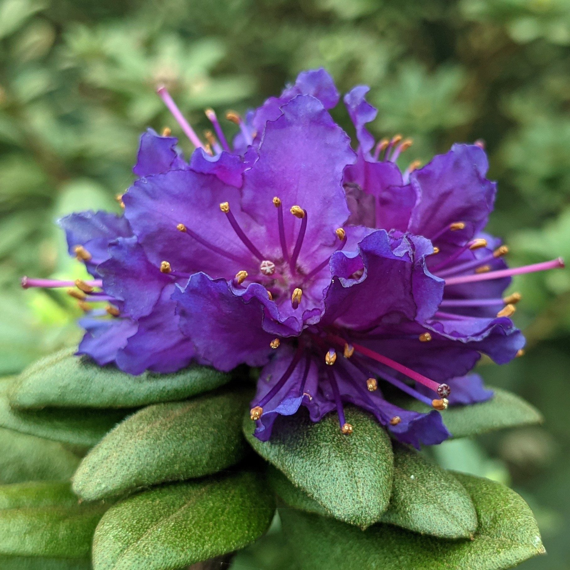 russatum Dwarf Rhododendrons - Buy Rhododendron russatum Online ...