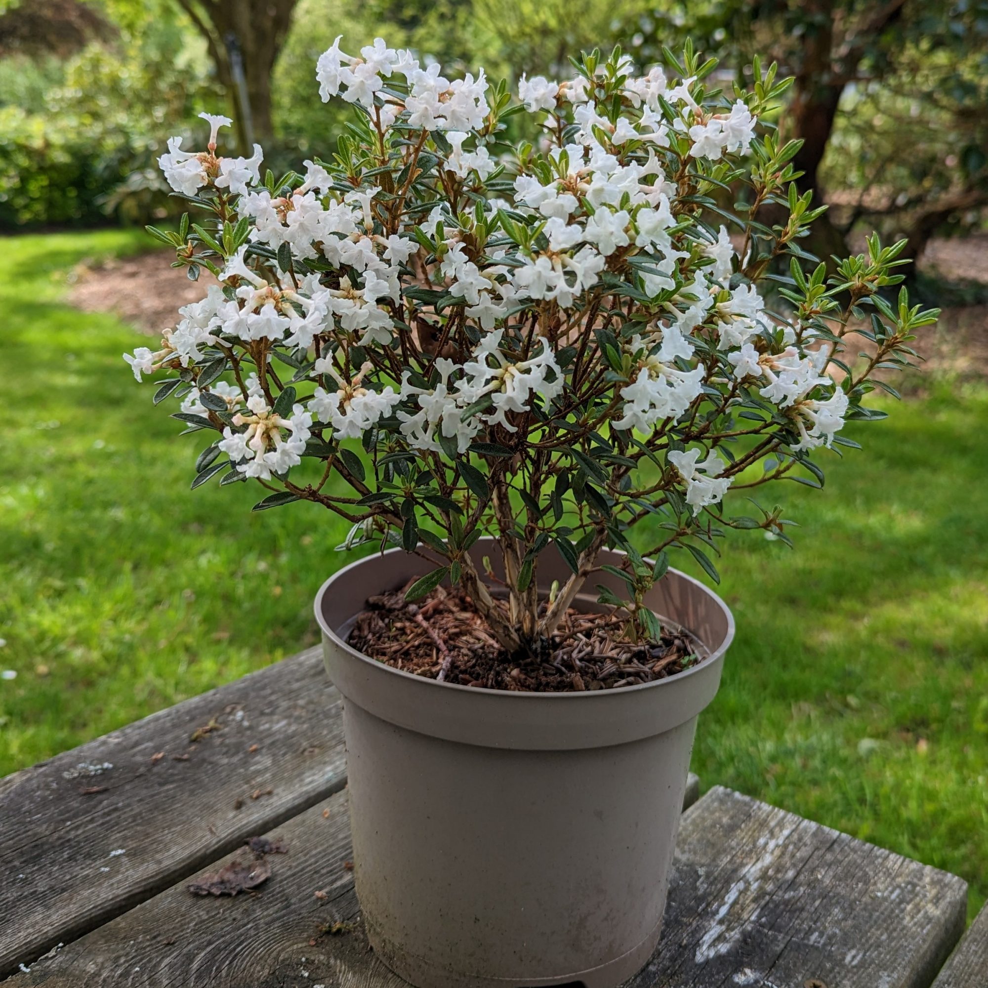 Sarled Dwarf Rhododendrons - Buy Rhododendron Sarled Online - Millais ...