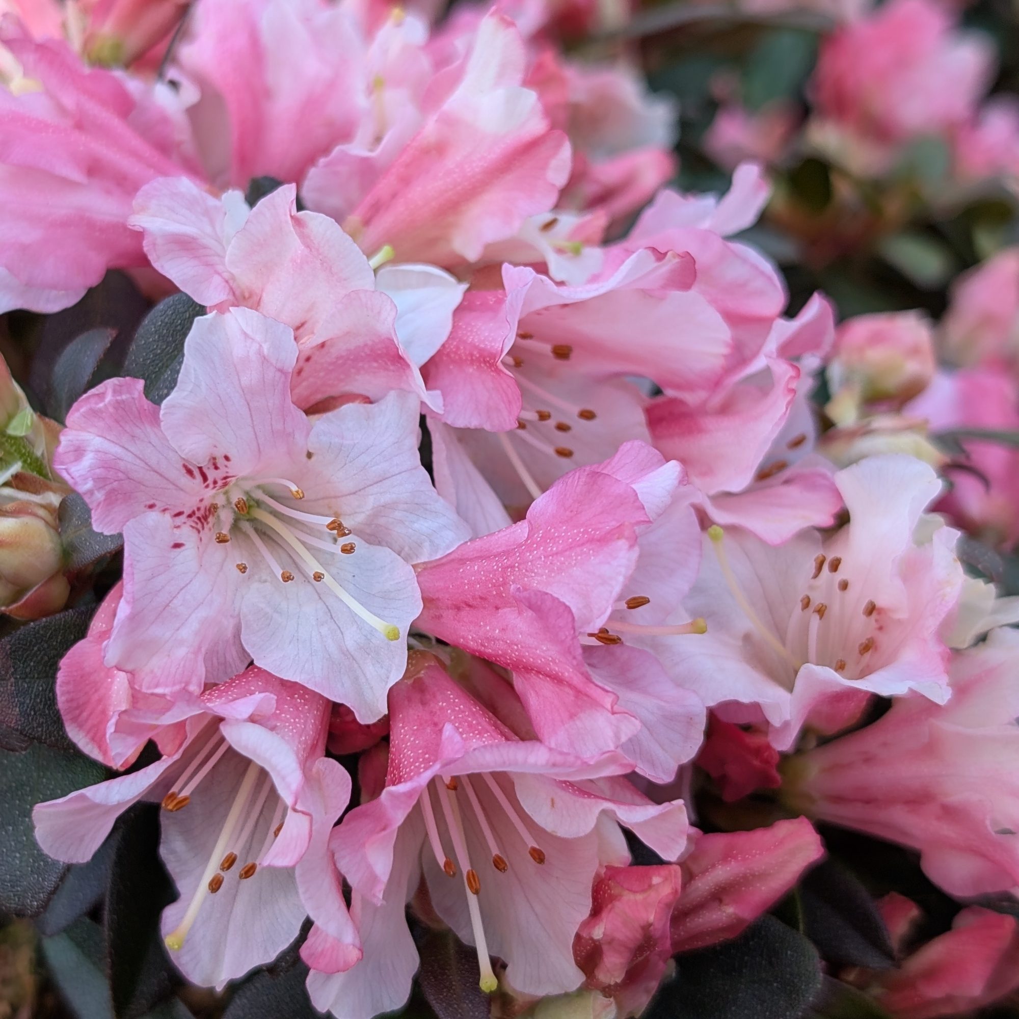 Wee Bee Dwarf Rhododendrons - Buy Rhododendron Wee Bee Online - Millais ...