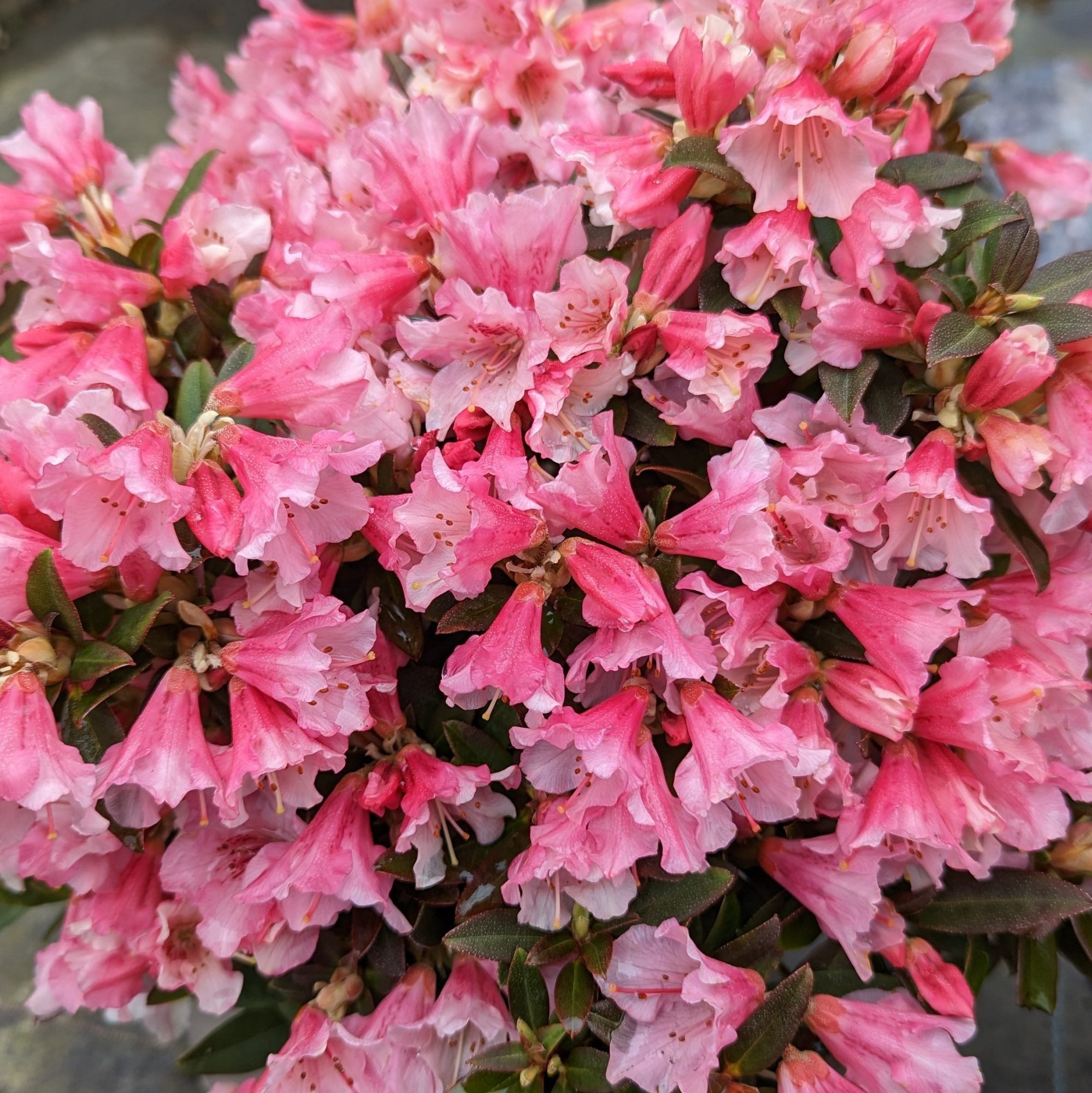 Wee Bee Dwarf Rhododendrons - Buy Rhododendron Wee Bee Online - Millais ...