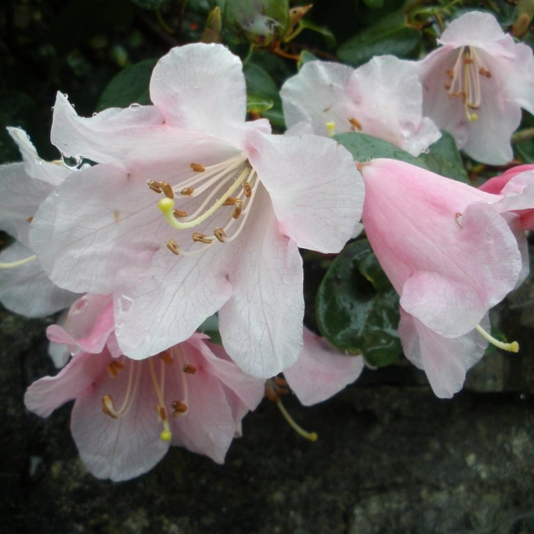 williamsianum dwarf rhododendron - Buy Rhododendron williamsianum ...