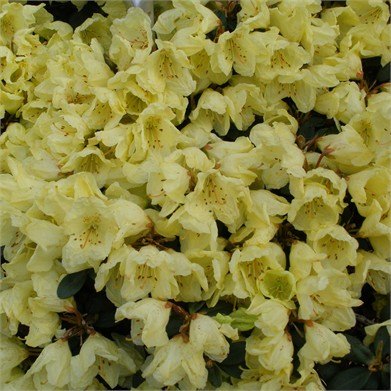 Wren Dwarf Rhododendron - Buy Rhododendron Wren Online - Millais Nurseries