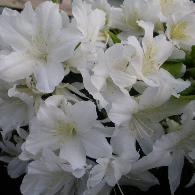 Adonis Evergreen Azalea - Buy Rhododendron Adonis online - Millais ...