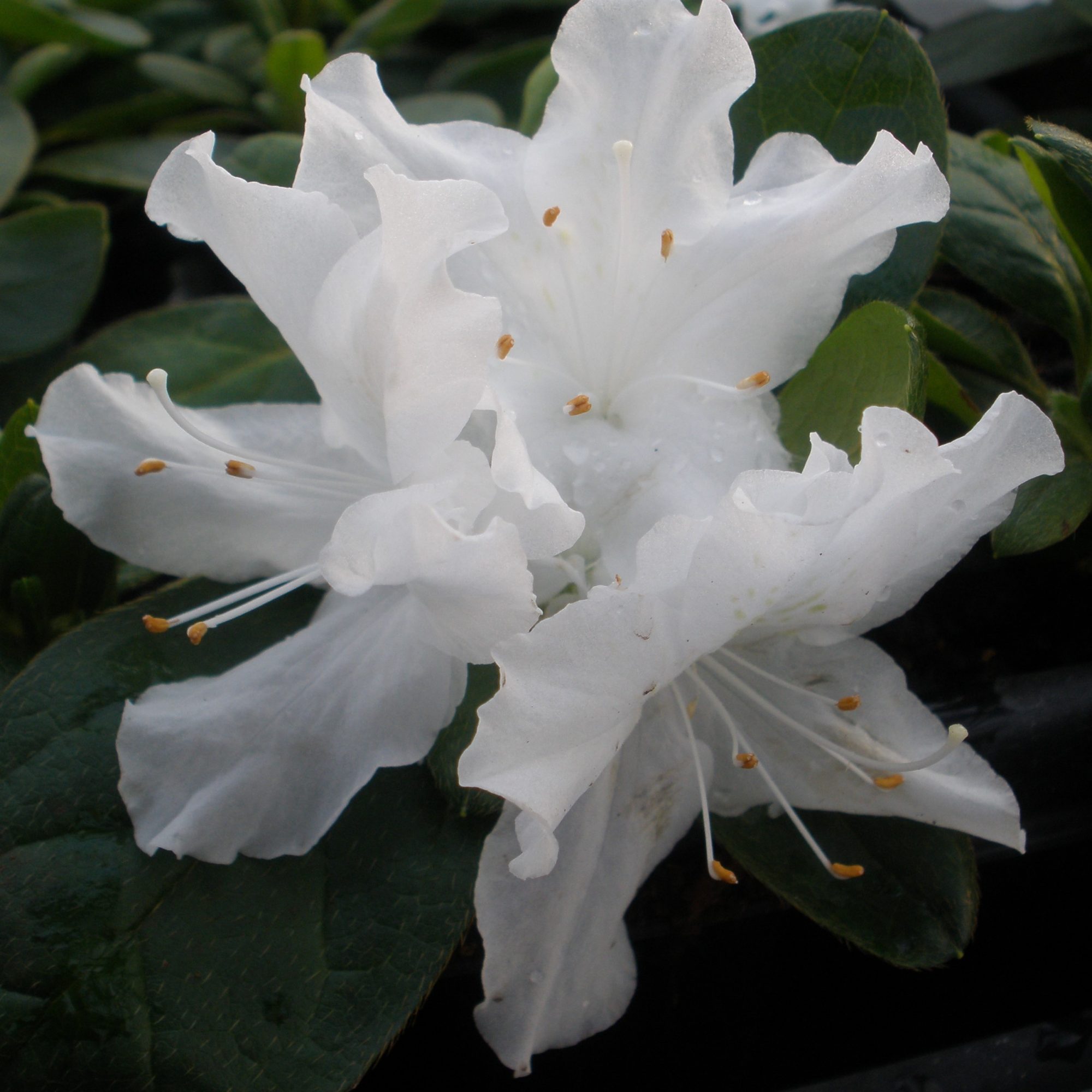 Adonis Evergreen Azalea - Buy Rhododendron Adonis online - Millais ...