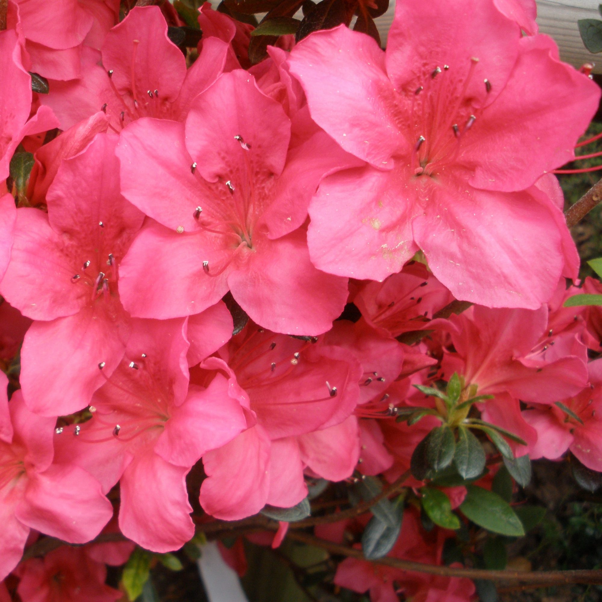 Arabesk Evergreen Azalea - Buy Rhododendron Arabesk online - Millais ...