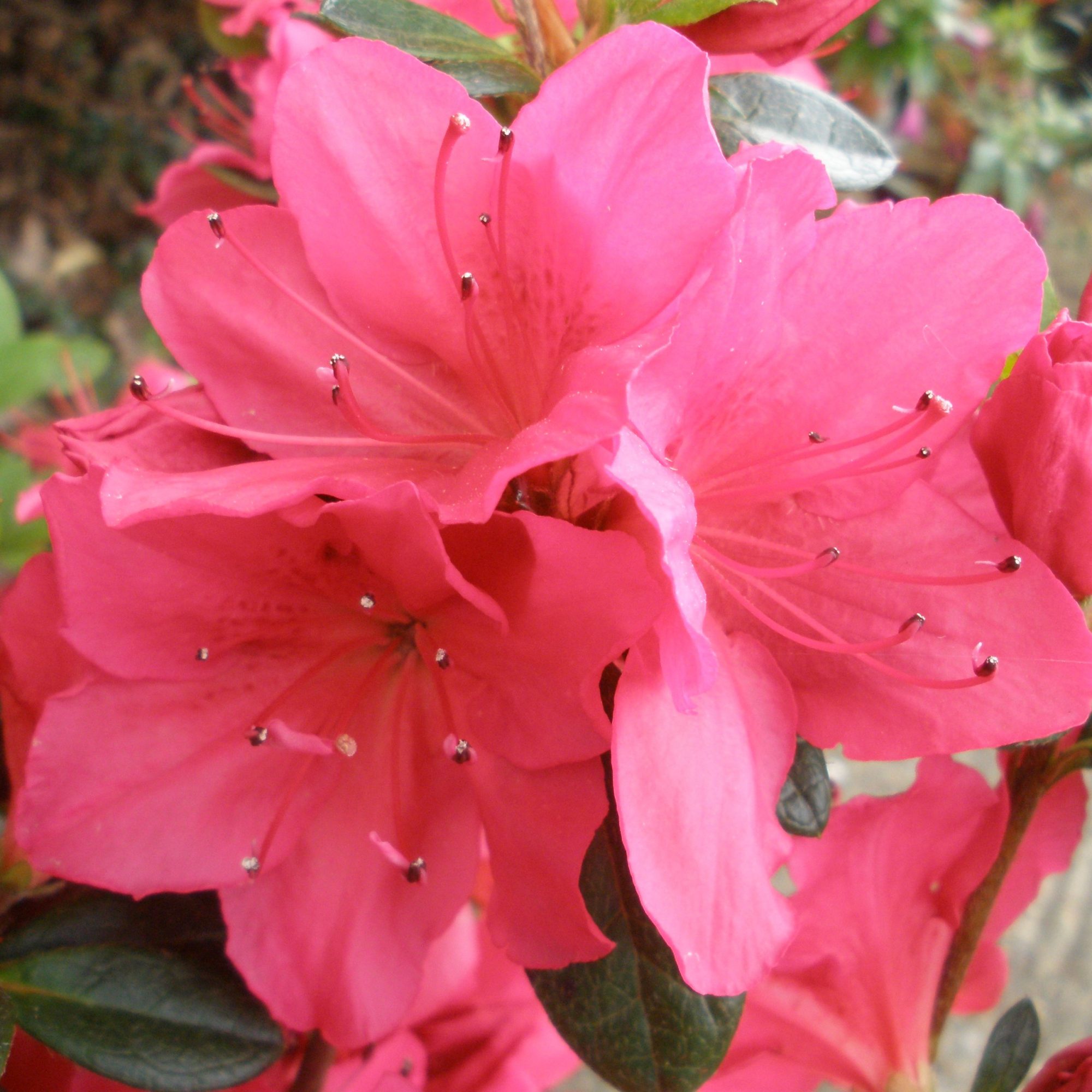Arabesk Evergreen Azalea - Buy Rhododendron Arabesk online - Millais ...