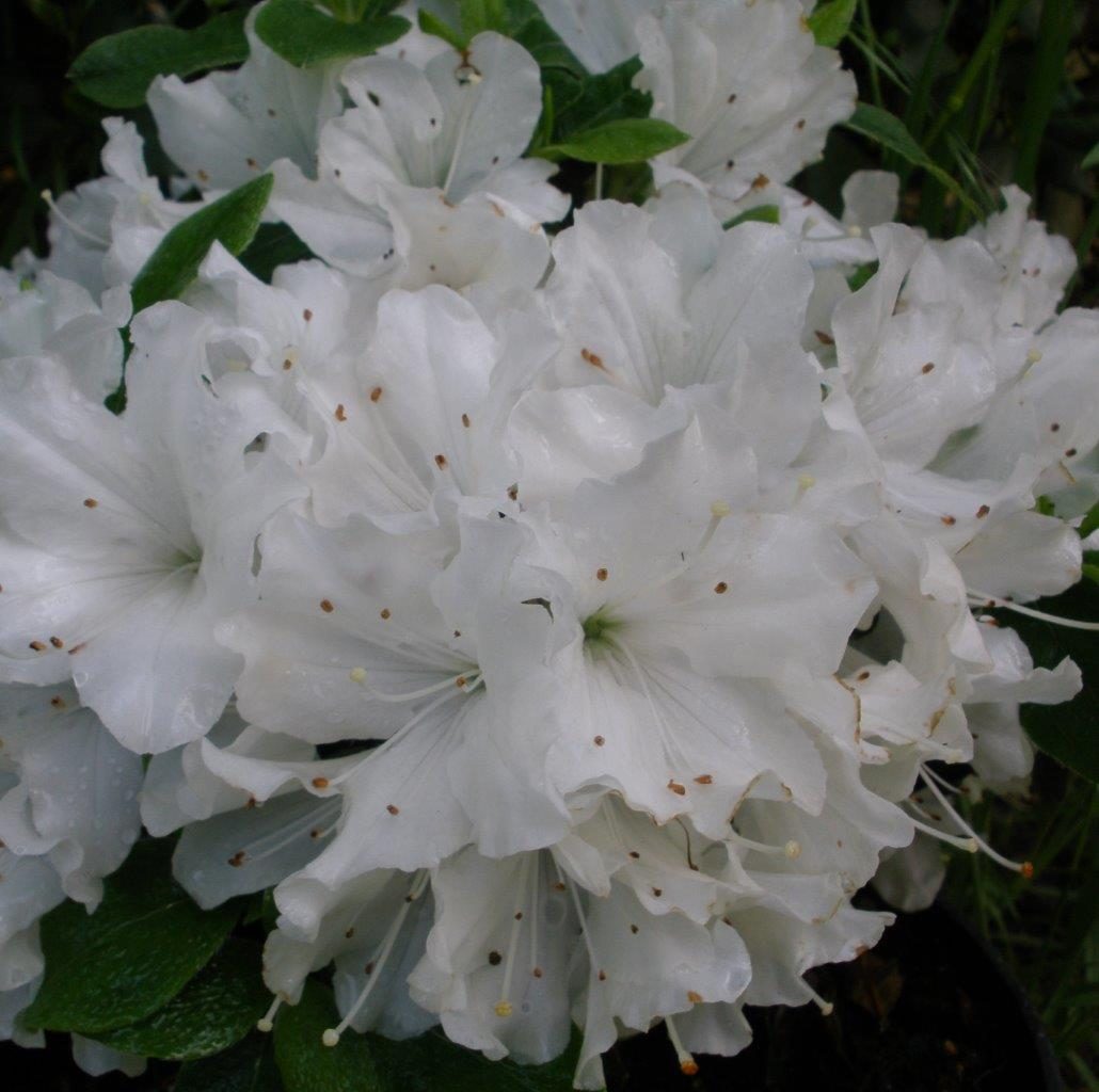 Evergreen Azalea Arctic Fox - Millais Nurseries
