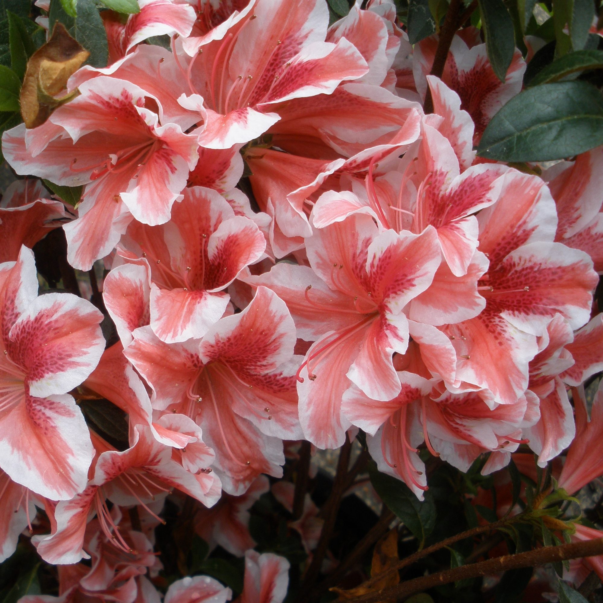 Ben Morrison Evergreen Azalea - Buy Rhododendron Ben Morrison online ...