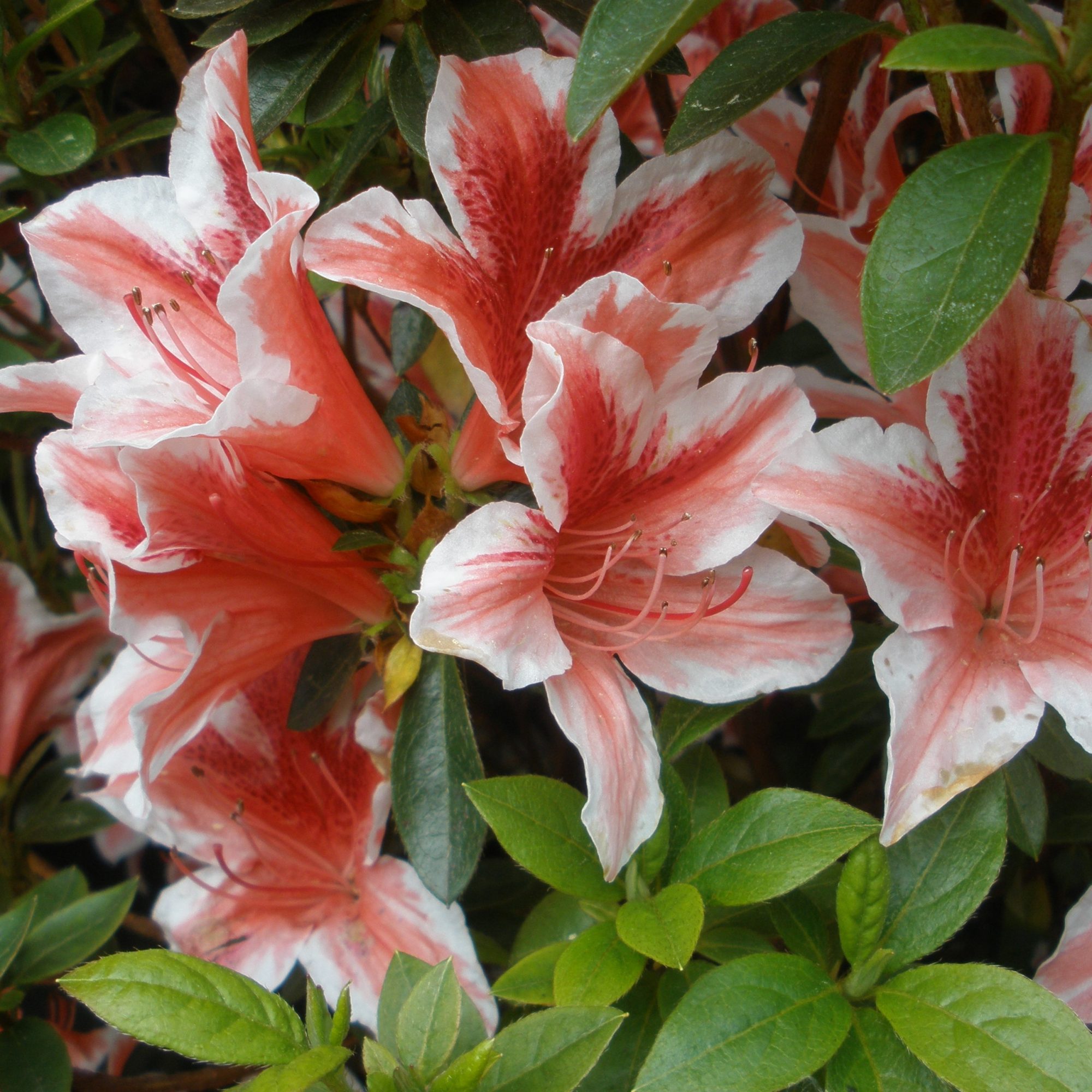 Ben Morrison Evergreen Azalea - Buy Rhododendron Ben Morrison online ...