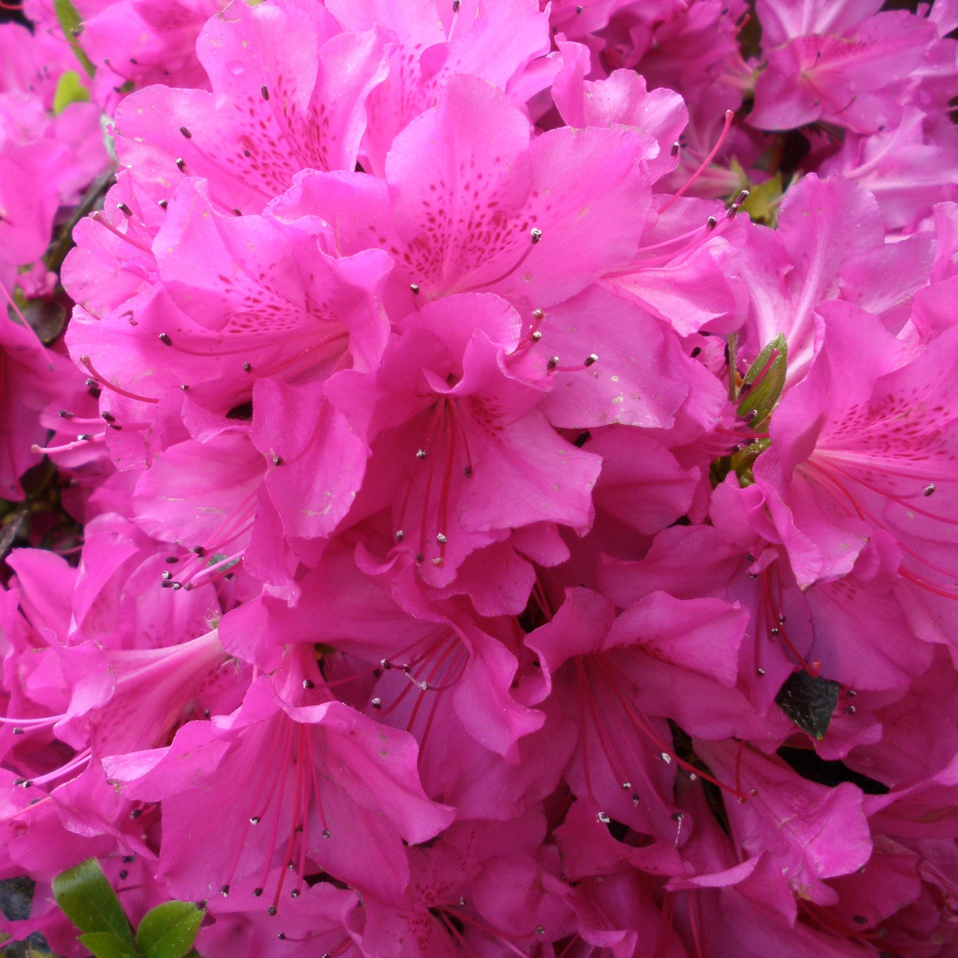 Blue Danube Evergreen Azalea - Buy Rhododendron Blue Danube online ...