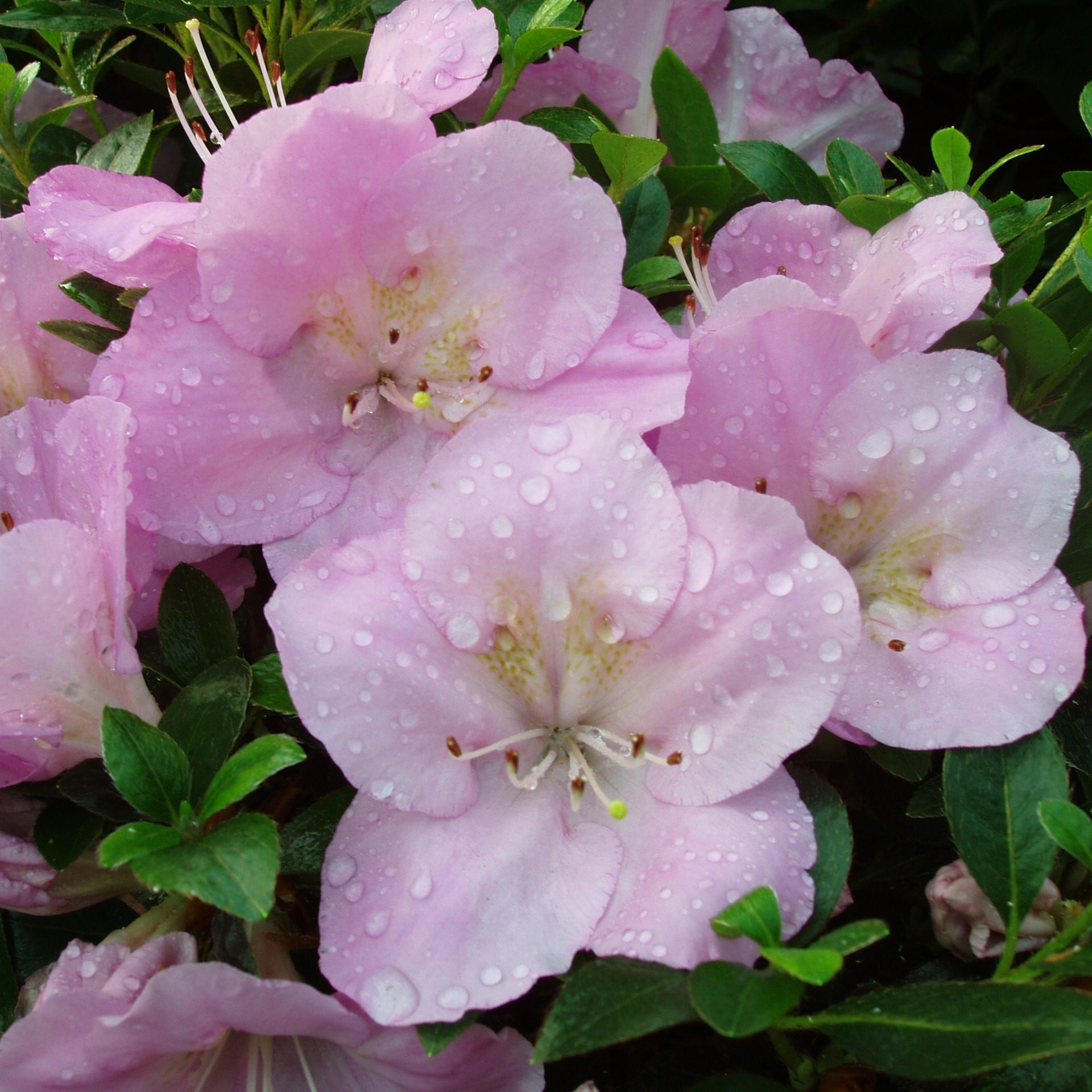 Blue Moon Evergreen Azalea - Buy Rhododendron Blue Moon online ...