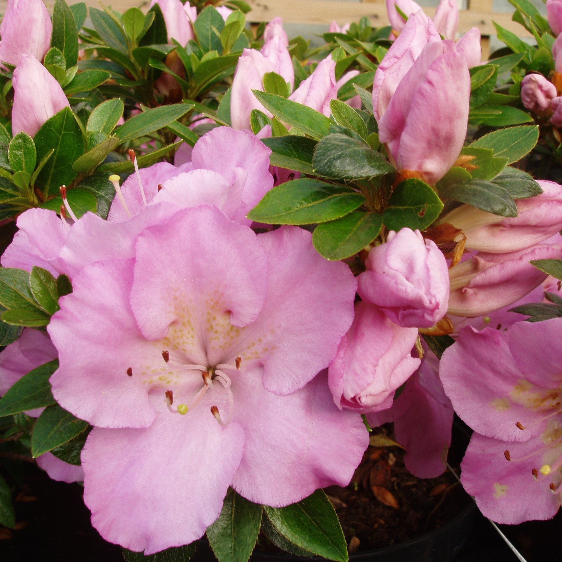 Blue Moon Evergreen Azalea - Buy Rhododendron Blue Moon online ...