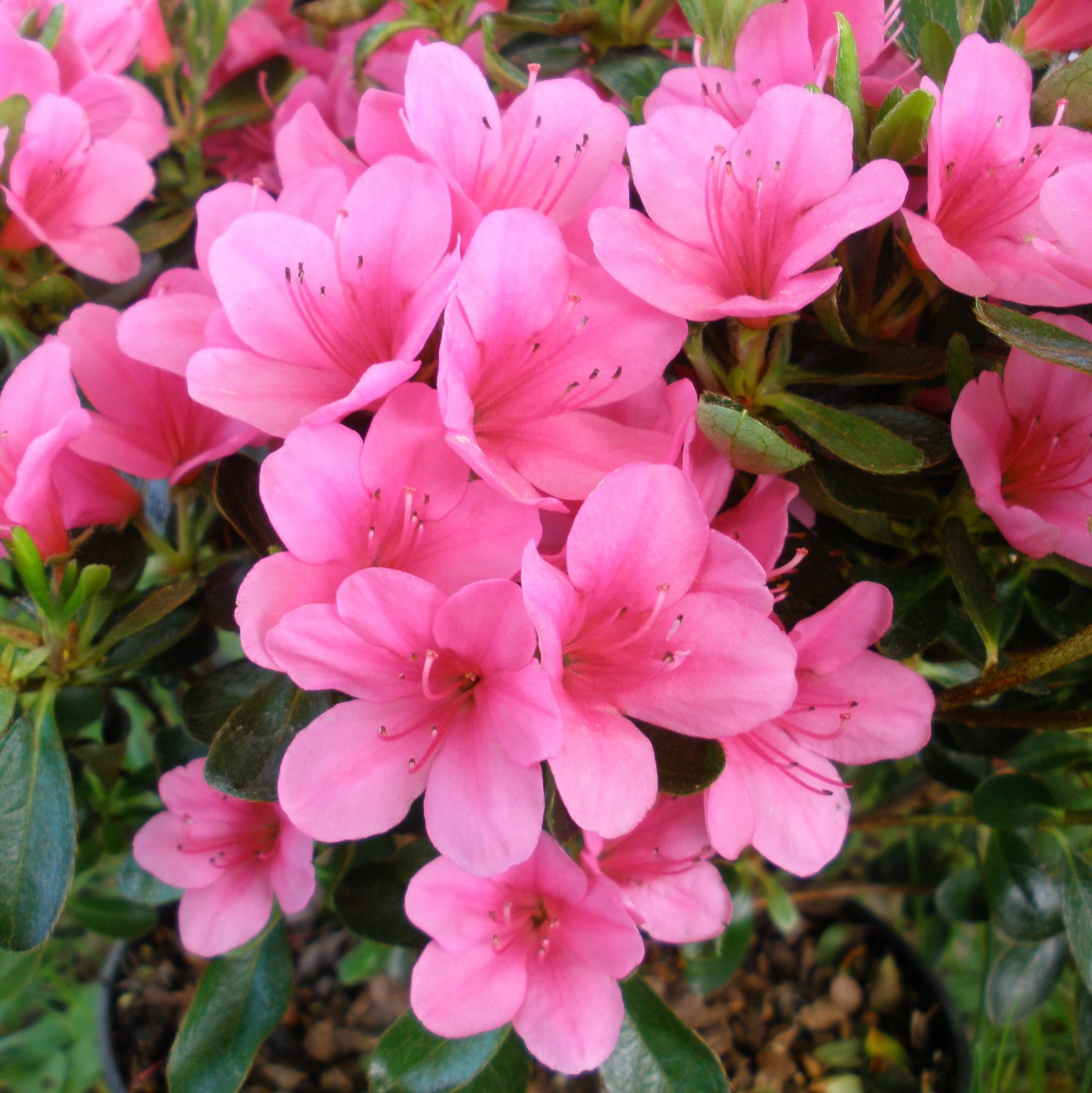 Corony Evergreen Azalea - Buy Rhododendron Corony online - Millais ...