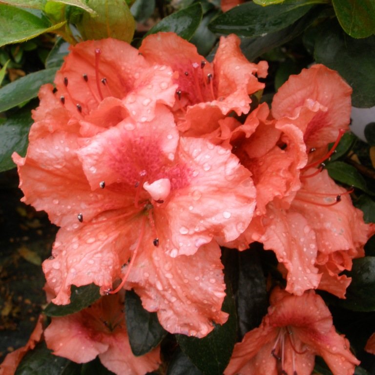 Dear Grandad Evergreen Azalea - Buy Rhododendron Dear Grandad online ...