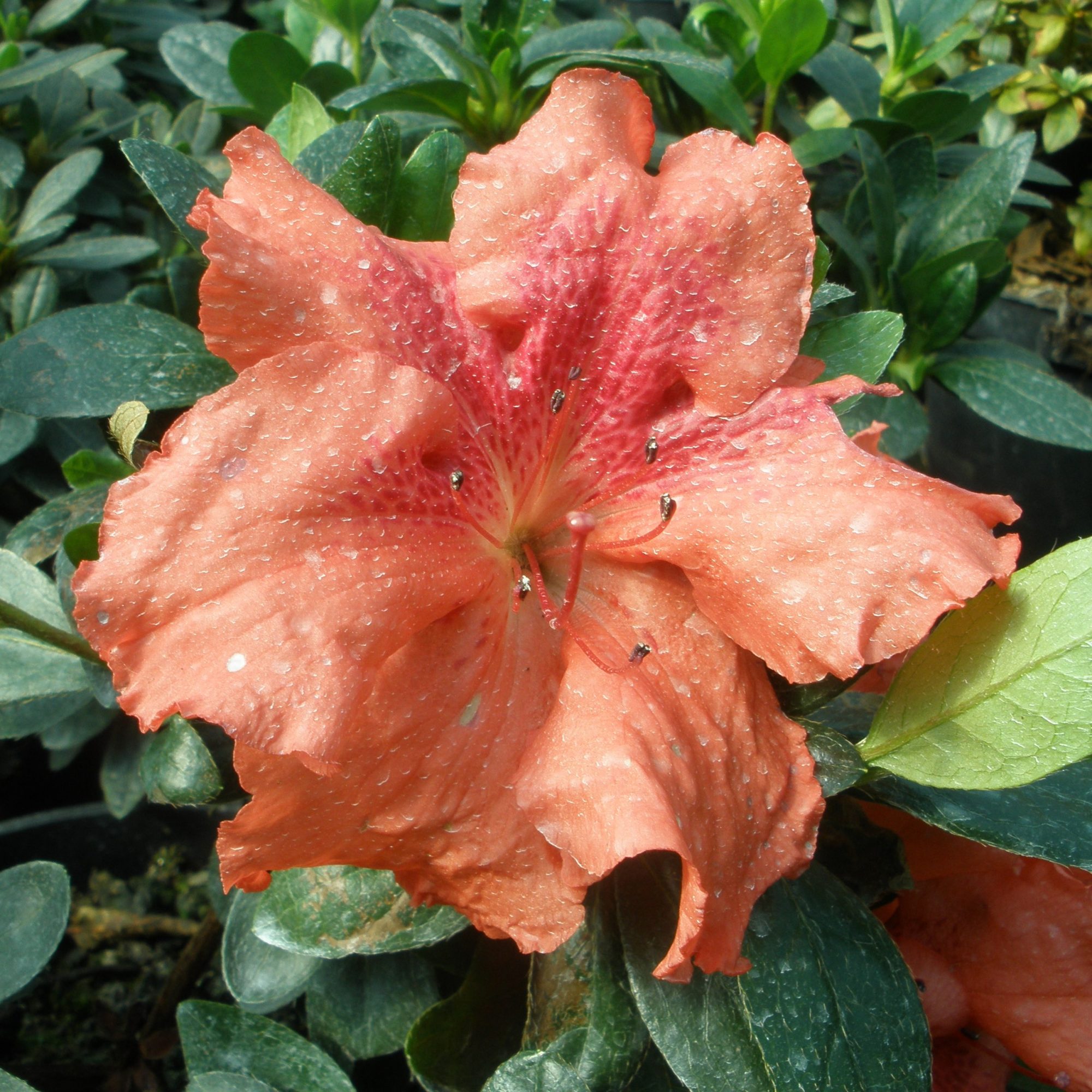 Dear Grandad Evergreen Azalea - Buy Rhododendron Dear Grandad online ...