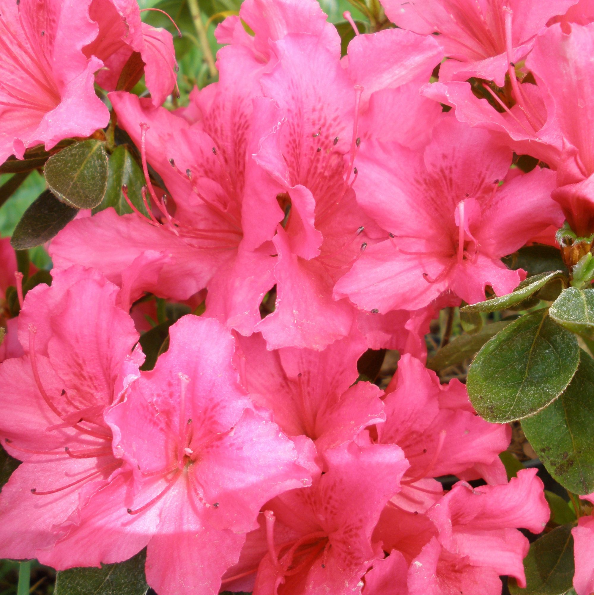 Dear Grandma Evergreen Azalea - Buy Rhododendron Dear Grandma online ...