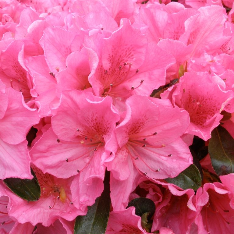 Evergreen Azalea Dearest - Buy Dearest Rhododendrons online - Millais ...