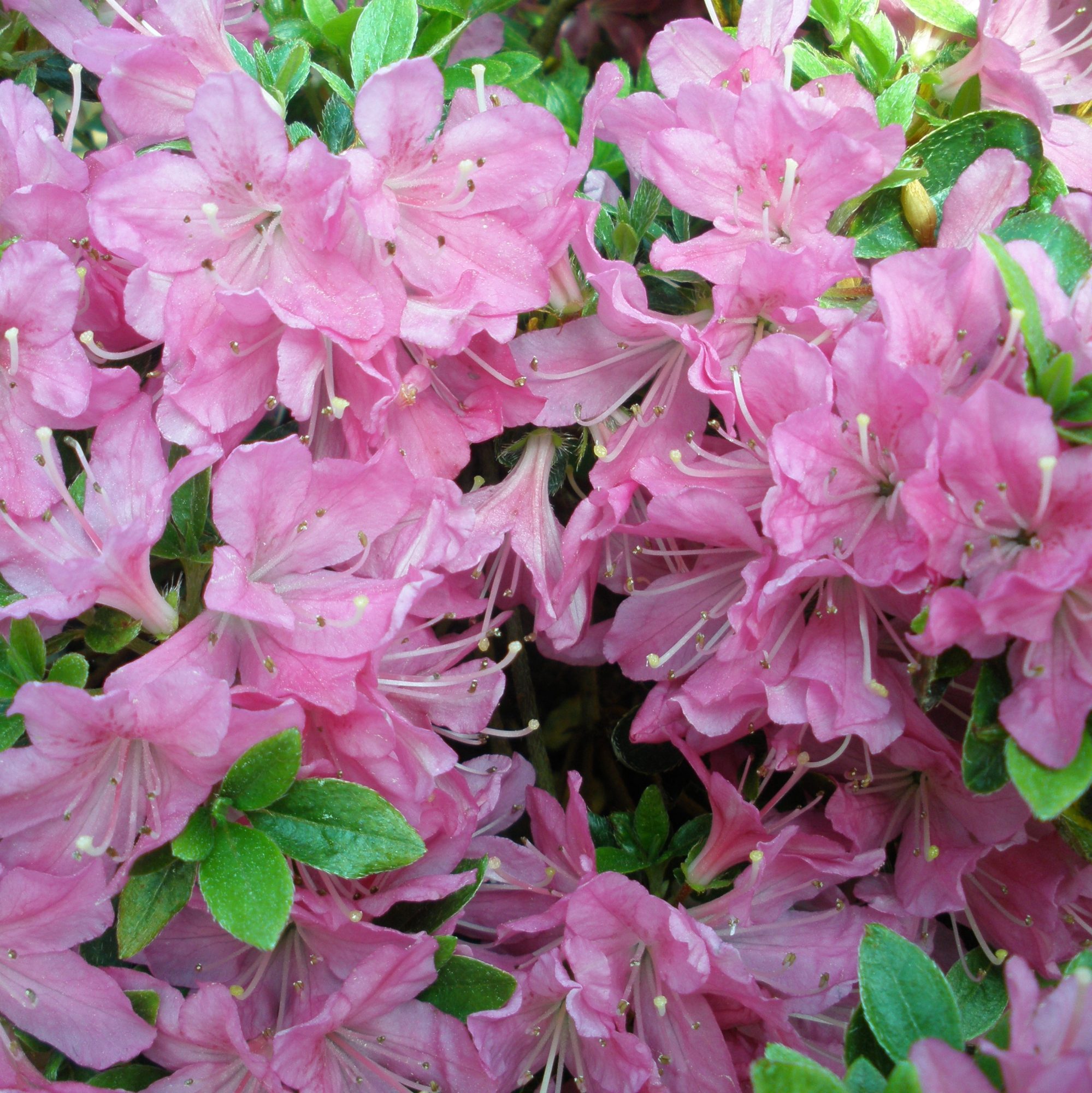Diamant Lilac Evergreen Azalea - Buy Rhododendron Diamant Lilac online ...