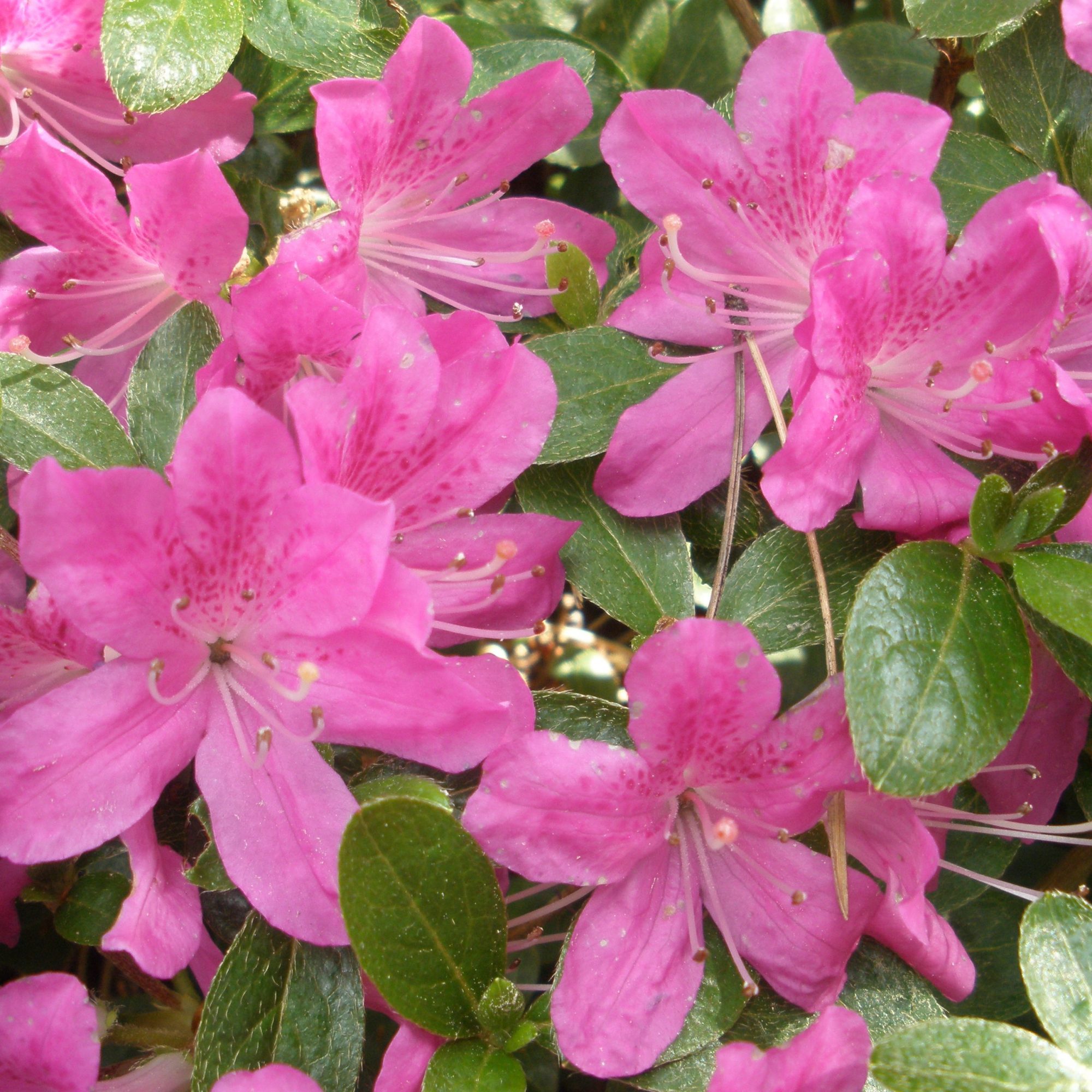 Diamant Lilac Evergreen Azalea - Buy Rhododendron Diamant Lilac online ...