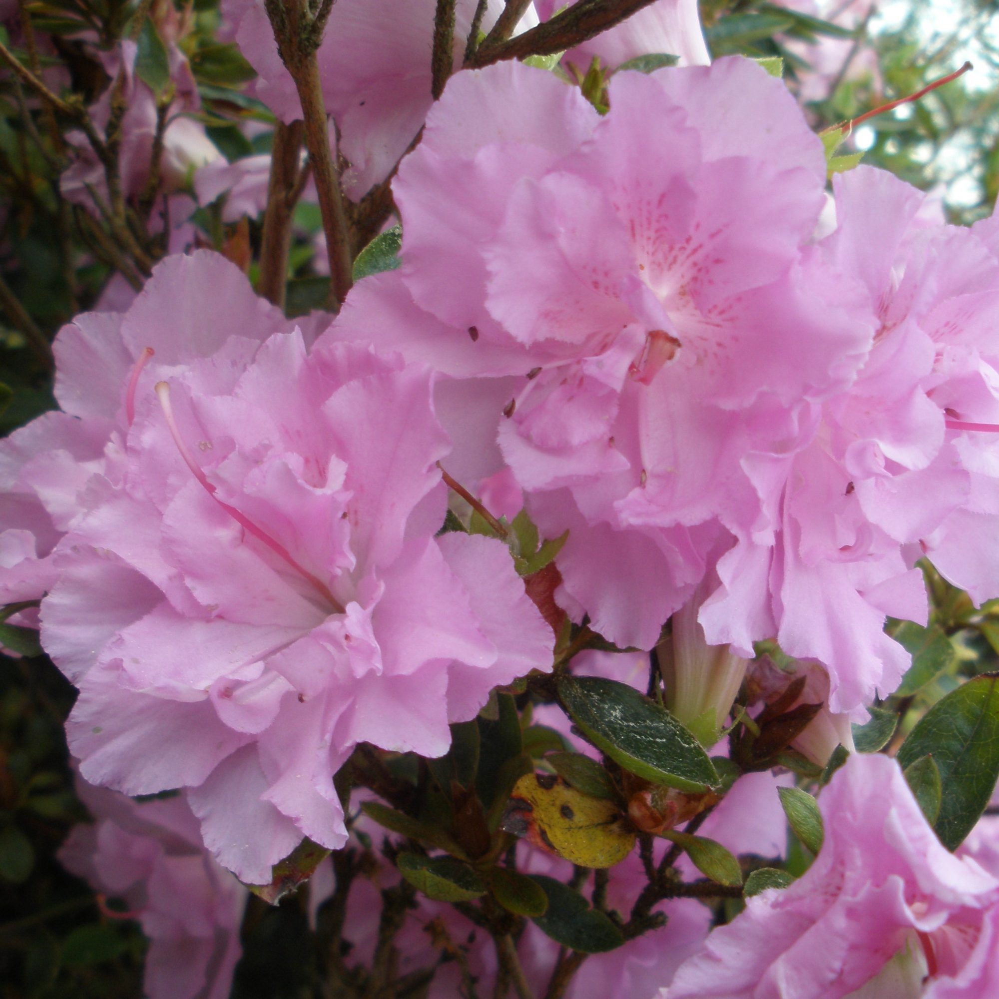 Elsie Lee Evergreen Azalea - Buy Rhododendron Elsie Lee online ...