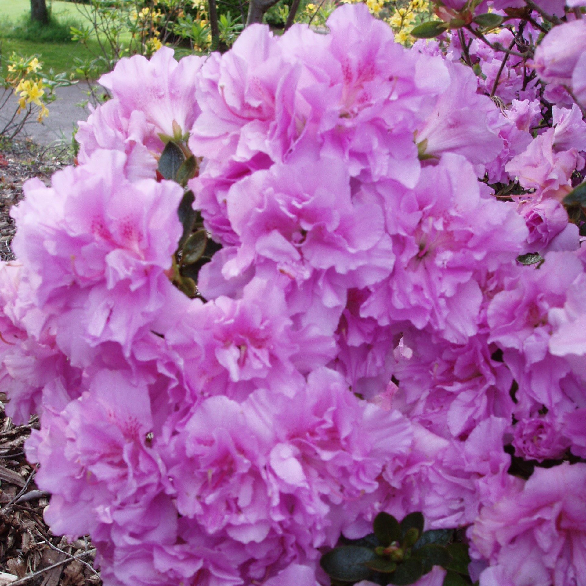 Evergreen Azalea Elsie Lee STANDARD - Millais Nurseries