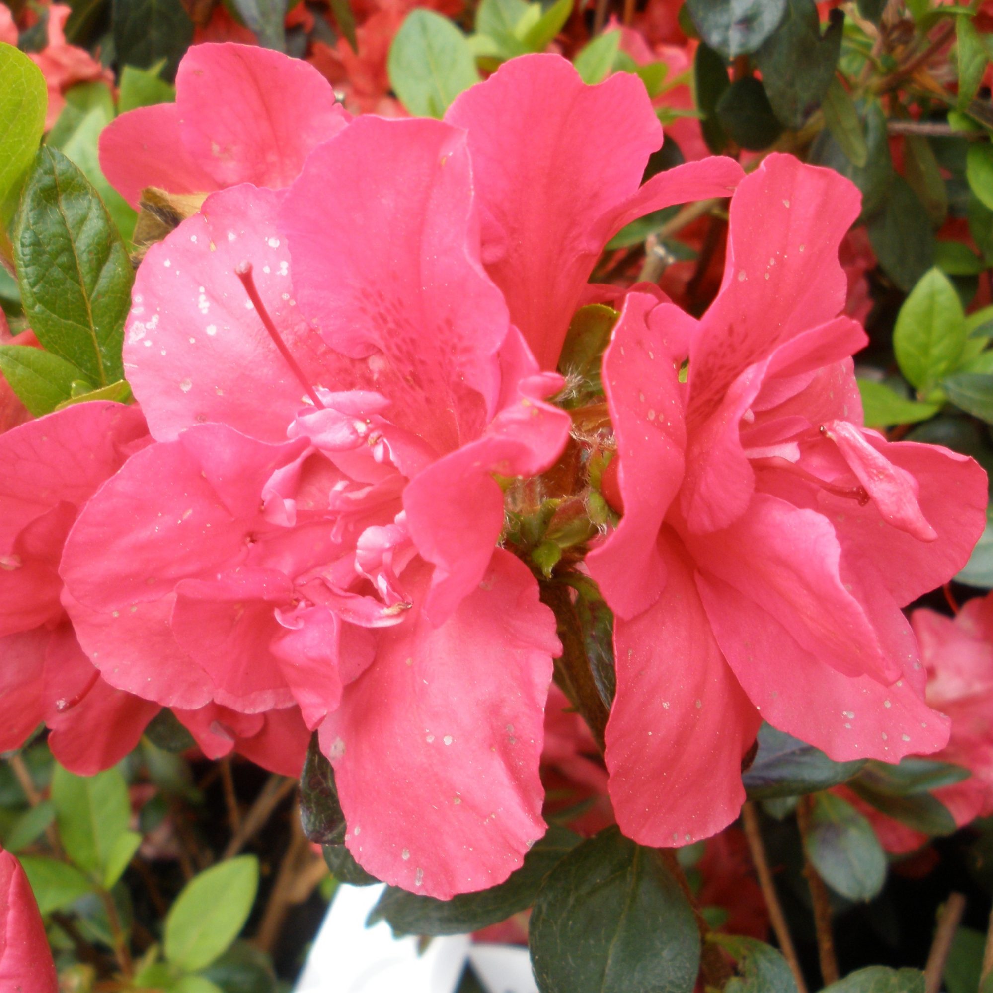 Florida Evergreen Azalea - Buy Rhododendron Florida online - Millais ...