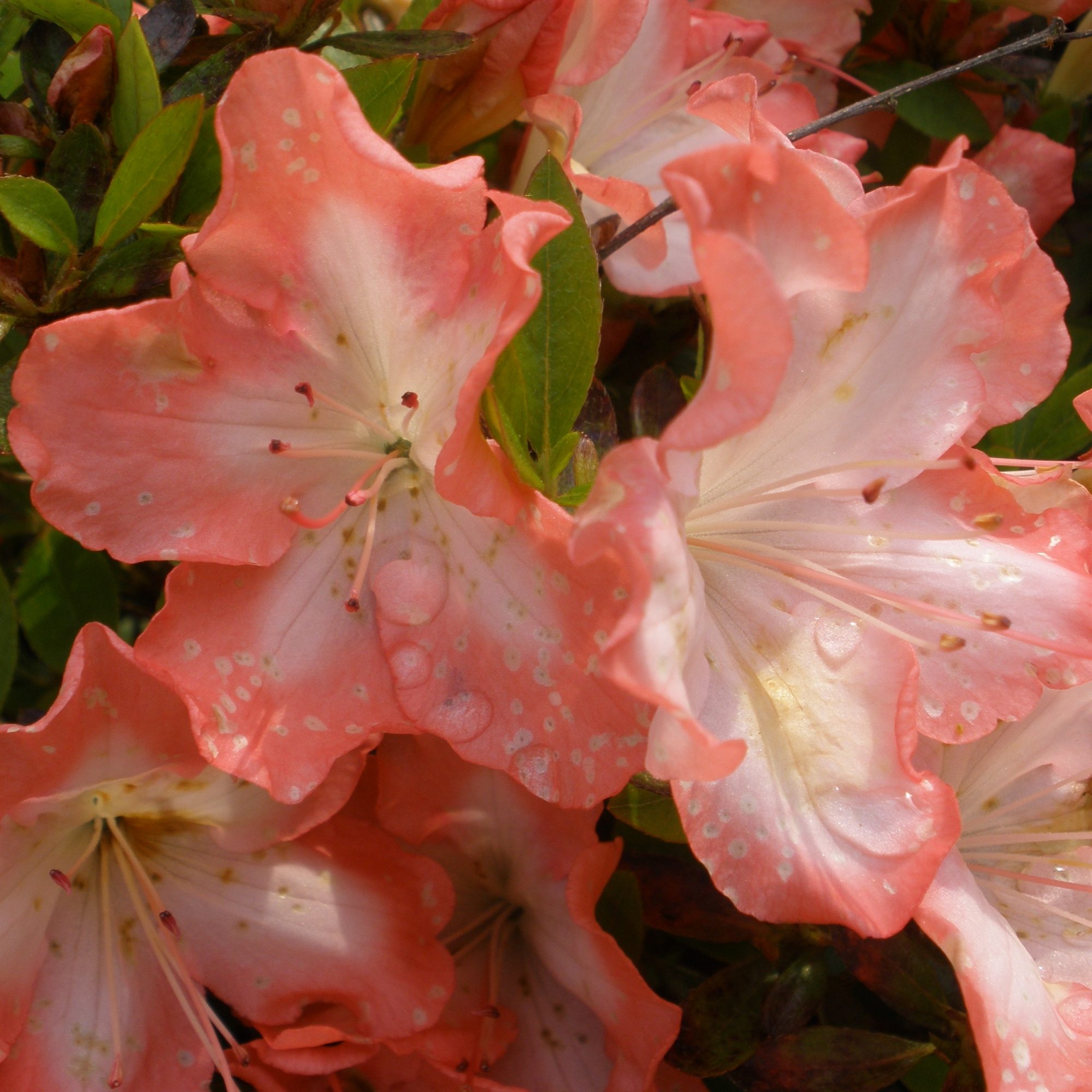 Frosted Orange Evergreen Azalea - Buy Rhododendron Frosted Orange ...