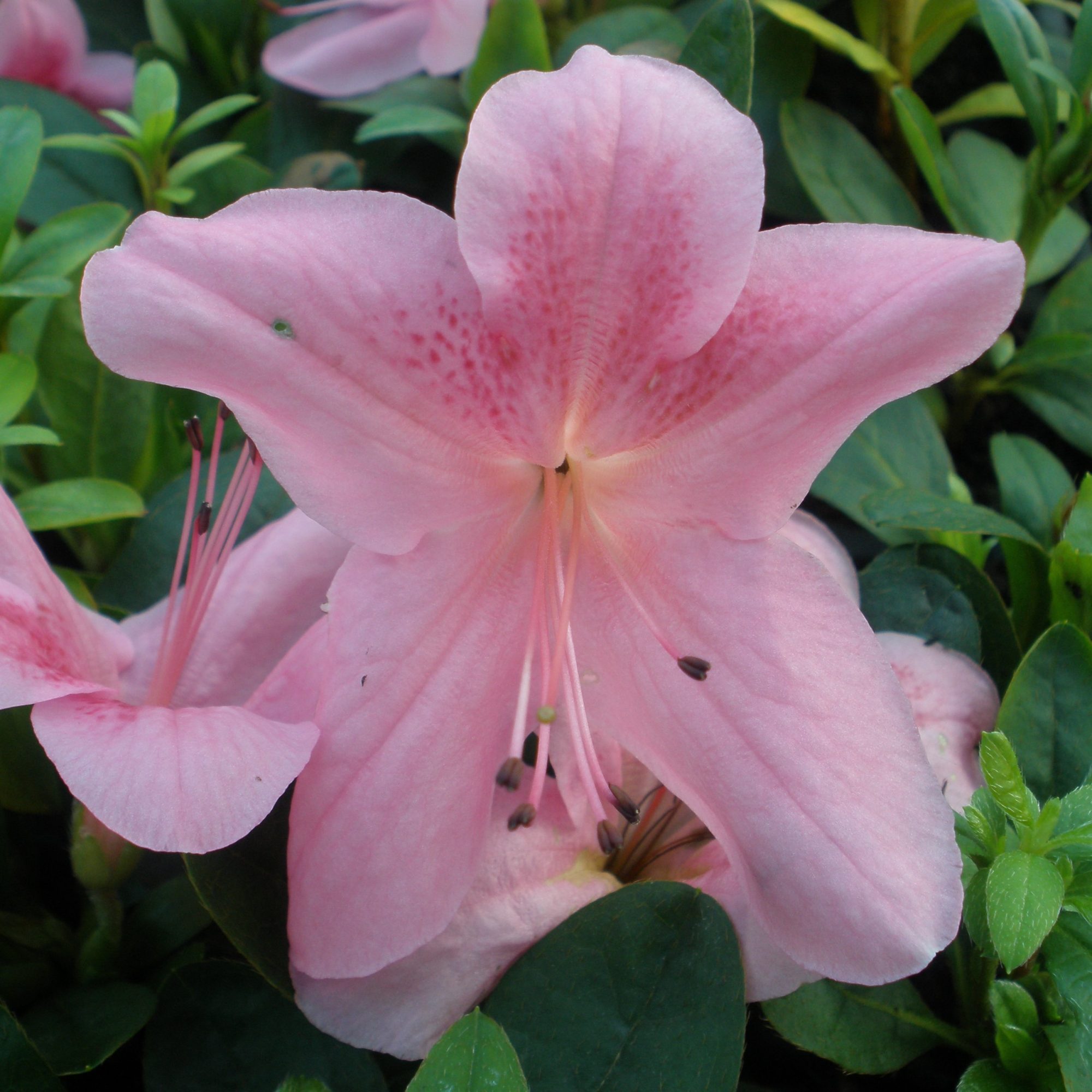 Gaiety Evergreen Azalea - Buy Rhododendron Gaiety online - Millais ...